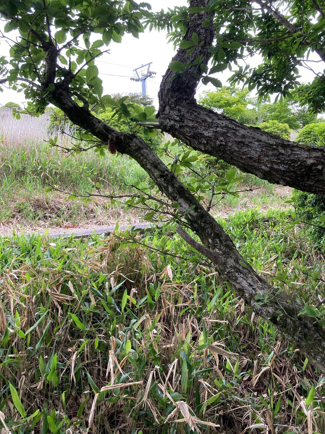 west 7さんの投稿したフィールドメモ | YAMAP / ヤマップ