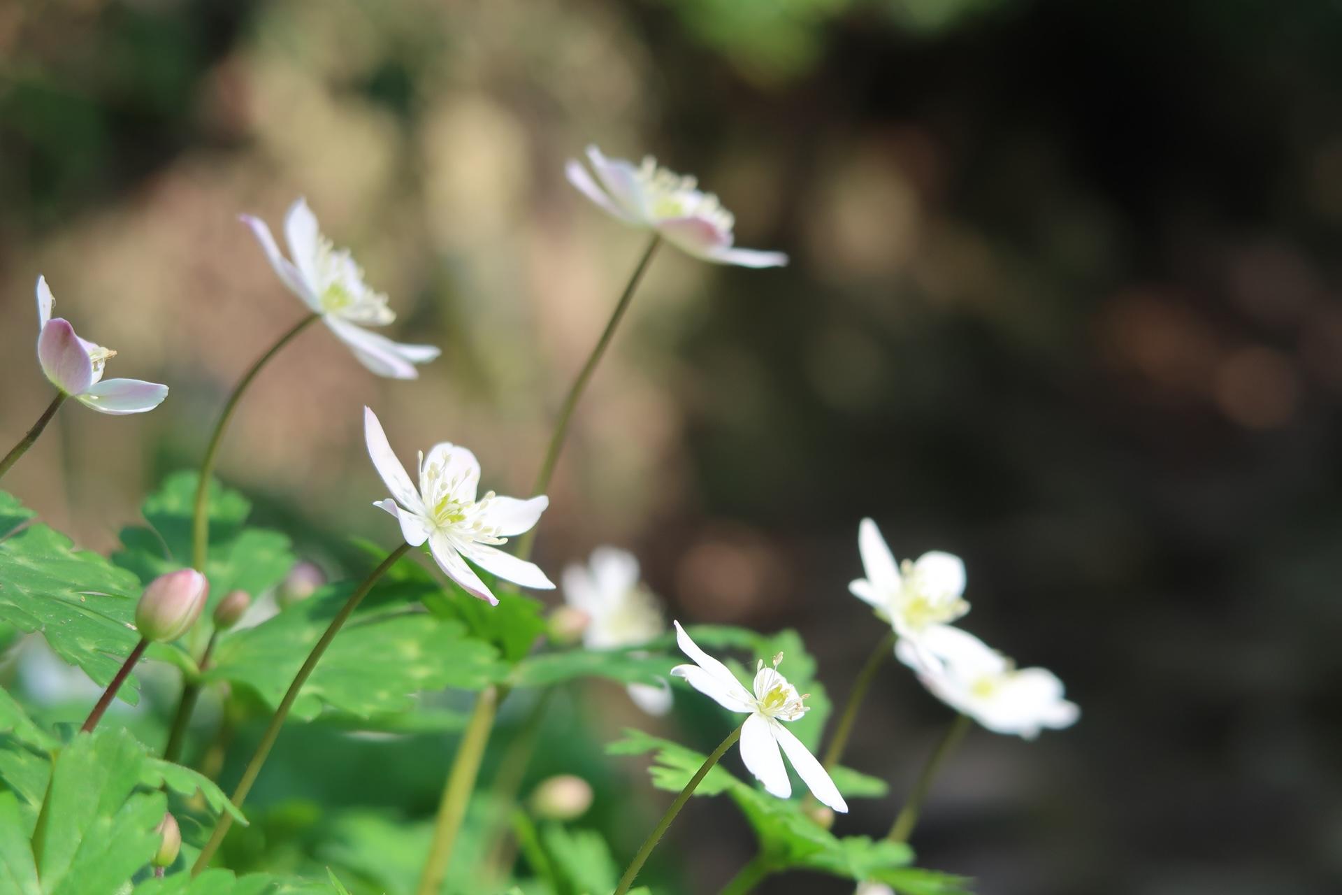 犬散歩🐕 前田川遊歩道のニリンソウに会いに / heeさんの大楠山・武山・三浦富士の活動データ | YAMAP / ヤマップ