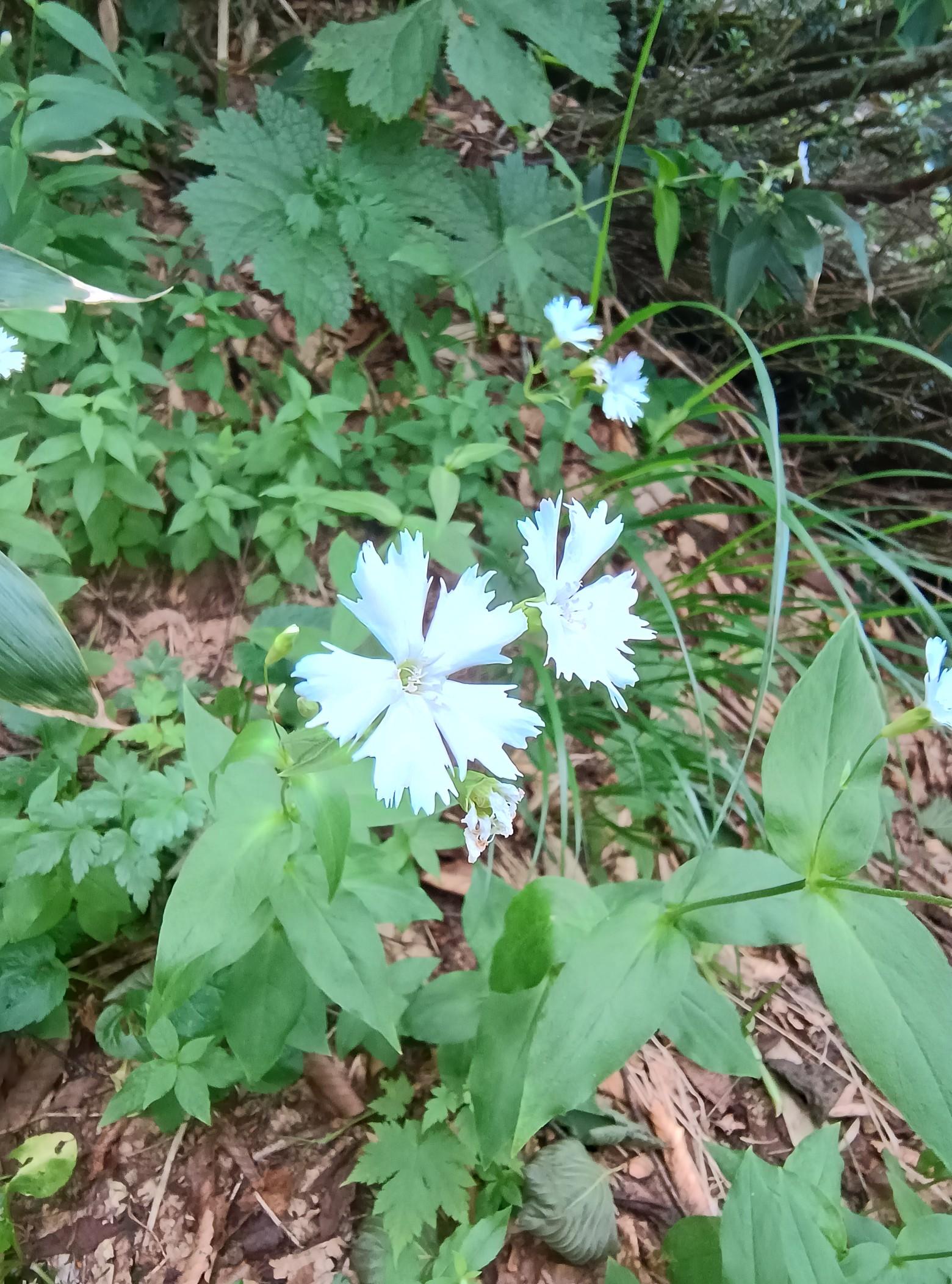 太平山 丸舞 / EMMAさんの太平山・馬場目岳の活動日記 | YAMAP / ヤマップ