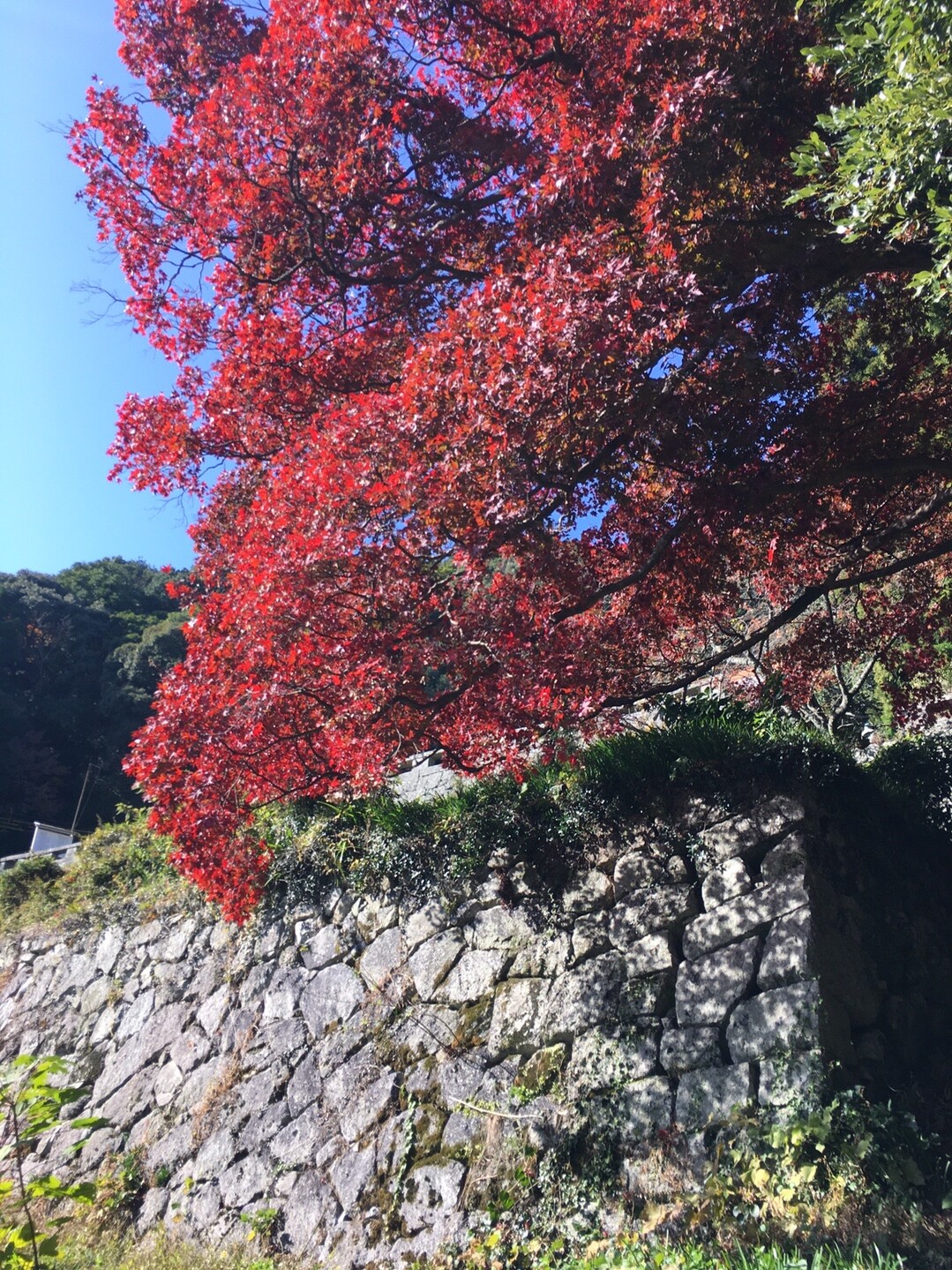 周防大島-2020-11-15 / masapさんの嘉納山・頂海山・周防大島の活動データ | YAMAP / ヤマップ
