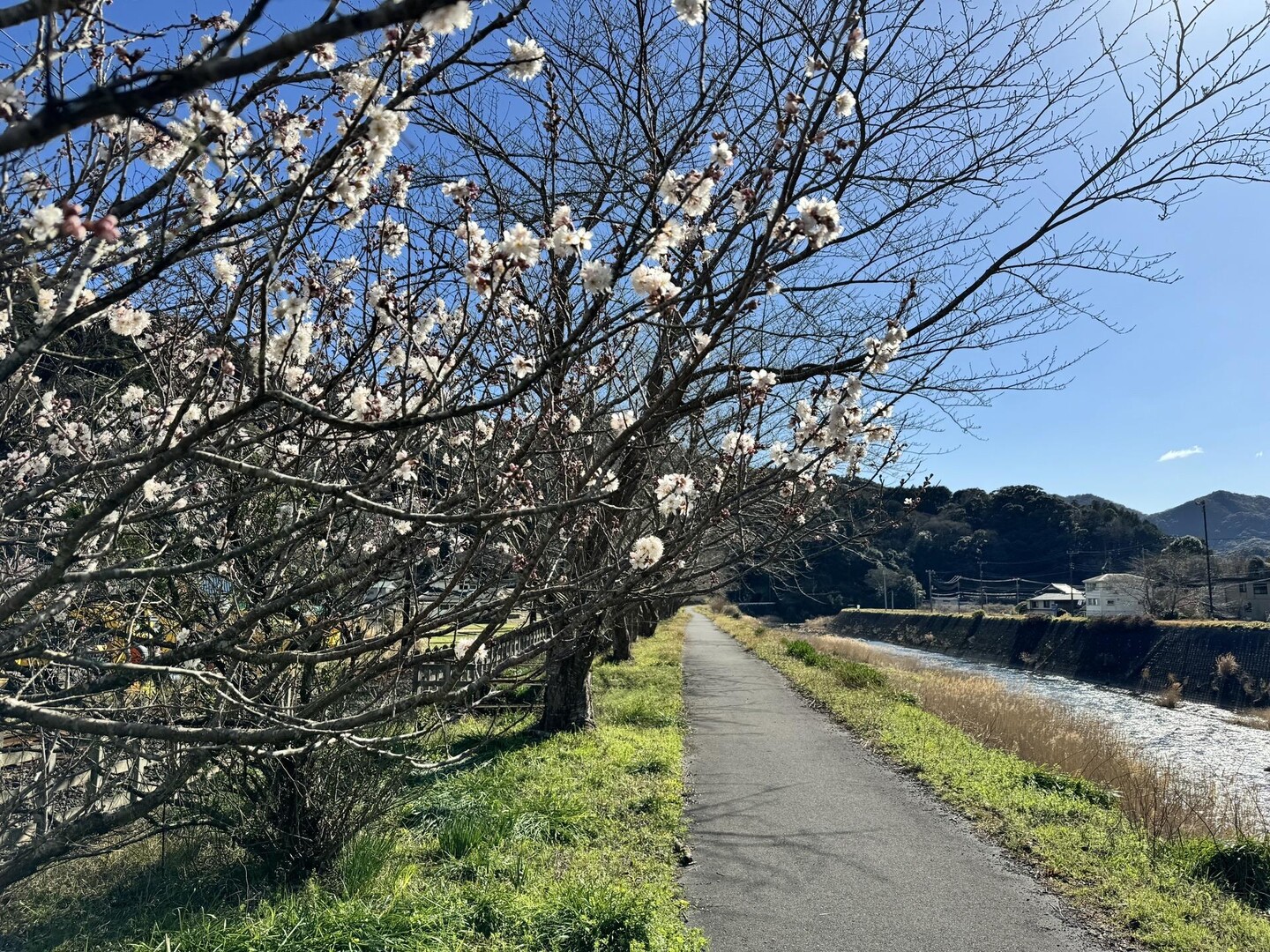 伊豆急全線ウォーク2023 河津〜下田 / Naotoさんのウォーキングの活動データ | YAMAP / ヤマップ