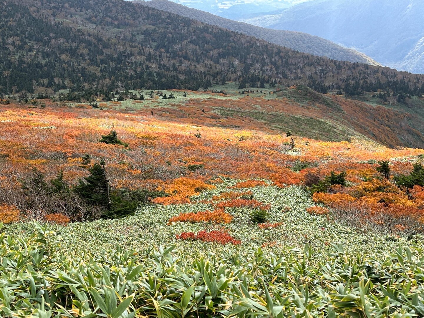 YAMAP⛰️ピーク555は岩手で人気の秋の三ツ石山 / ディンさんの三ッ石山・大深岳・諸桧岳の活動データ | YAMAP / ヤマップ