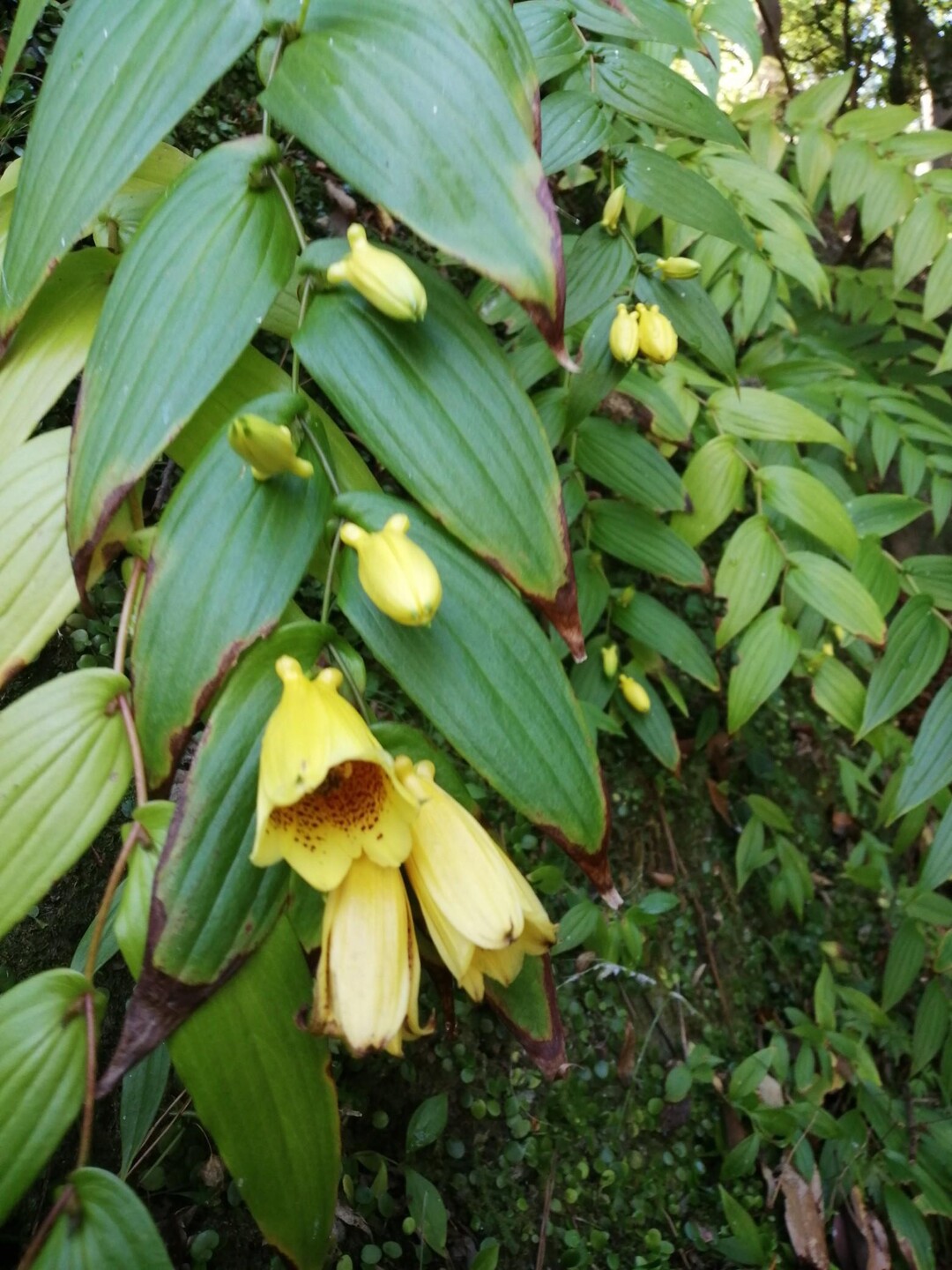 上臈さまには逢えず 紀伊上臈杜鵑草。。花... / my.さんのモーメント | YAMAP / ヤマップ