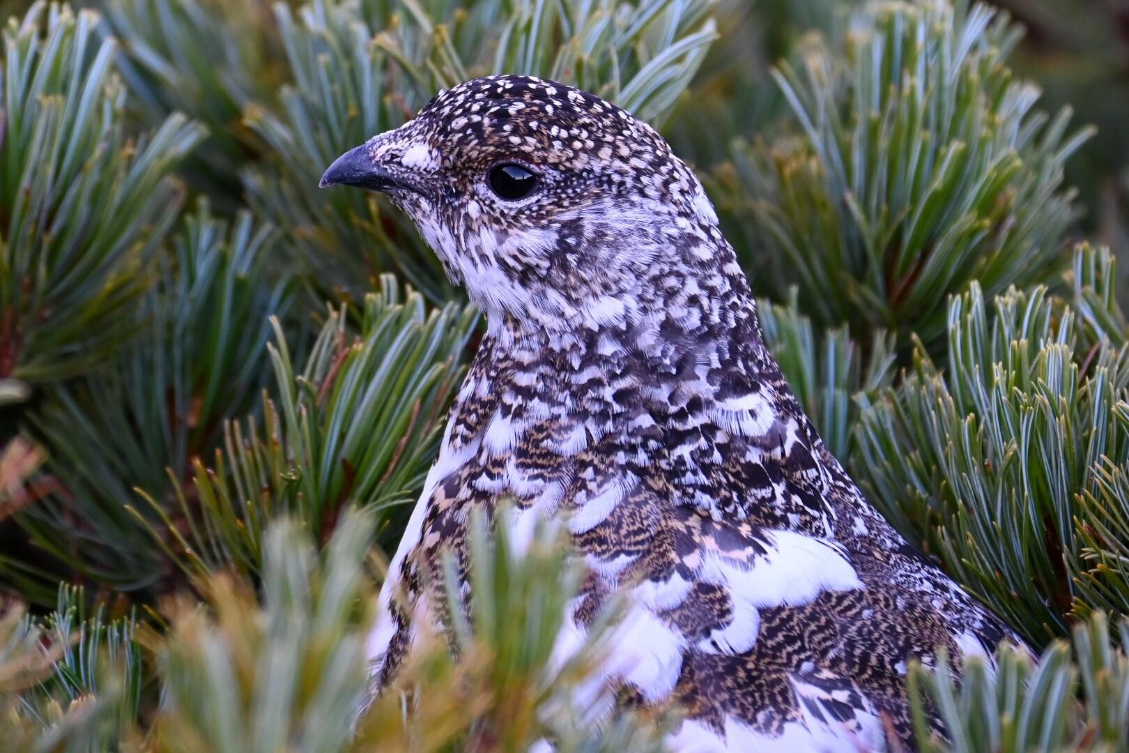 仙丈ヶ岳 避難小屋泊🛖 / Konoさんの仙丈ヶ岳・伊那荒倉岳の活動データ | YAMAP / ヤマップ