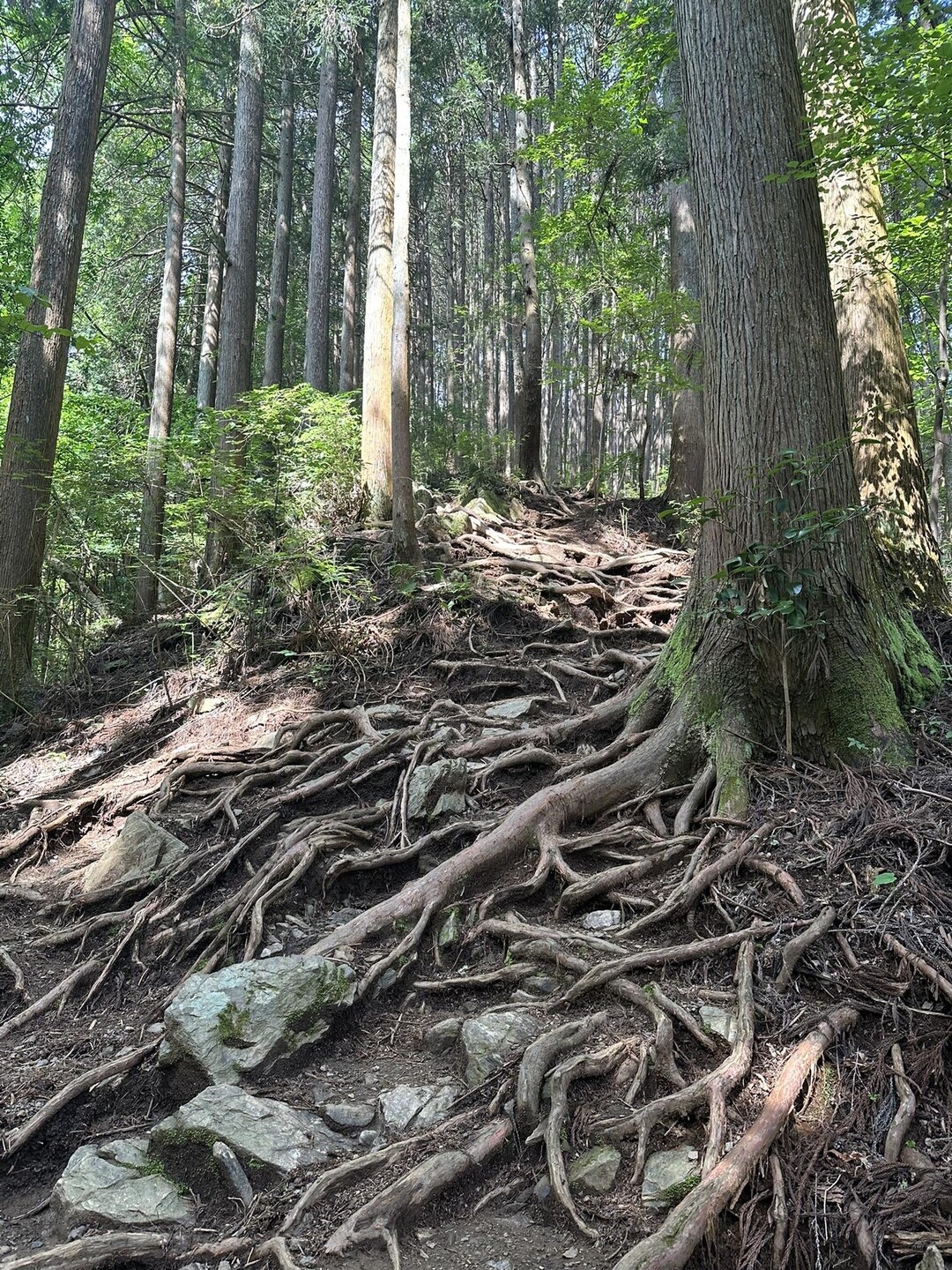 陣馬山〜高尾山、足慣らし / laniさんの高尾山・陣馬山・景信山の活動データ | YAMAP / ヤマップ