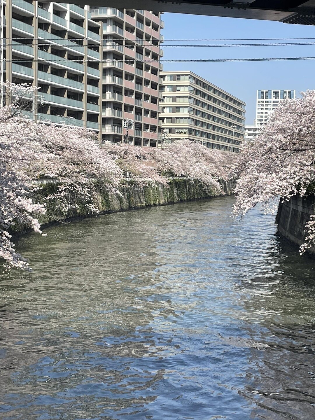 Road run in Tokyo / run4funさんのランニングの活動データ | YAMAP / ヤマップ