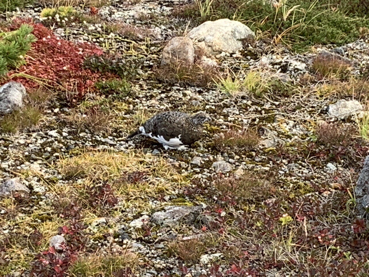 立山室堂 みどりが池付近にて、 雷鳥を発... / JUNさんのモーメント | YAMAP / ヤマップ
