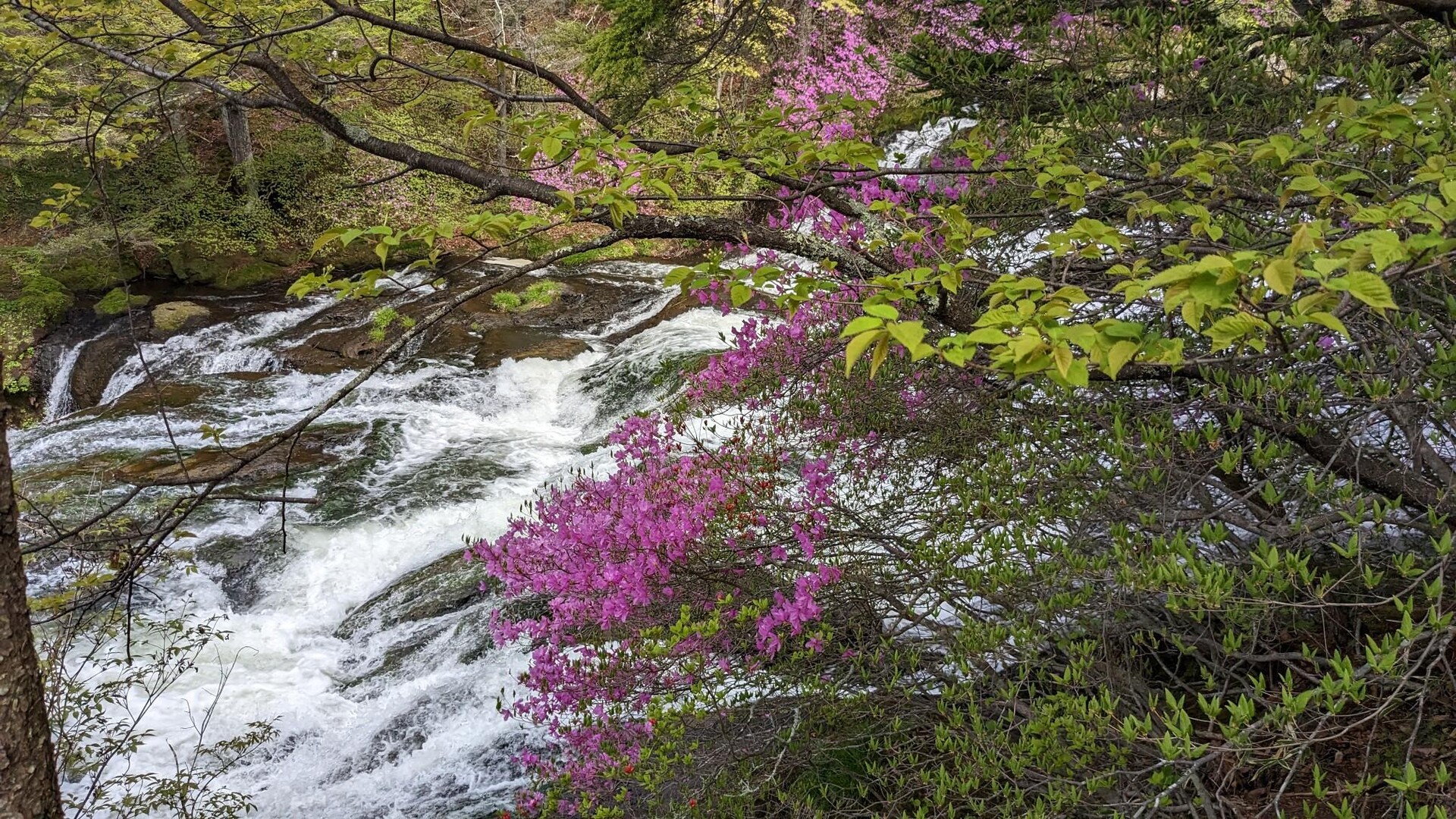 高山【栃百】・小田代ヶ原・竜頭の滝 / m93さんの男体山の活動データ | YAMAP / ヤマップ