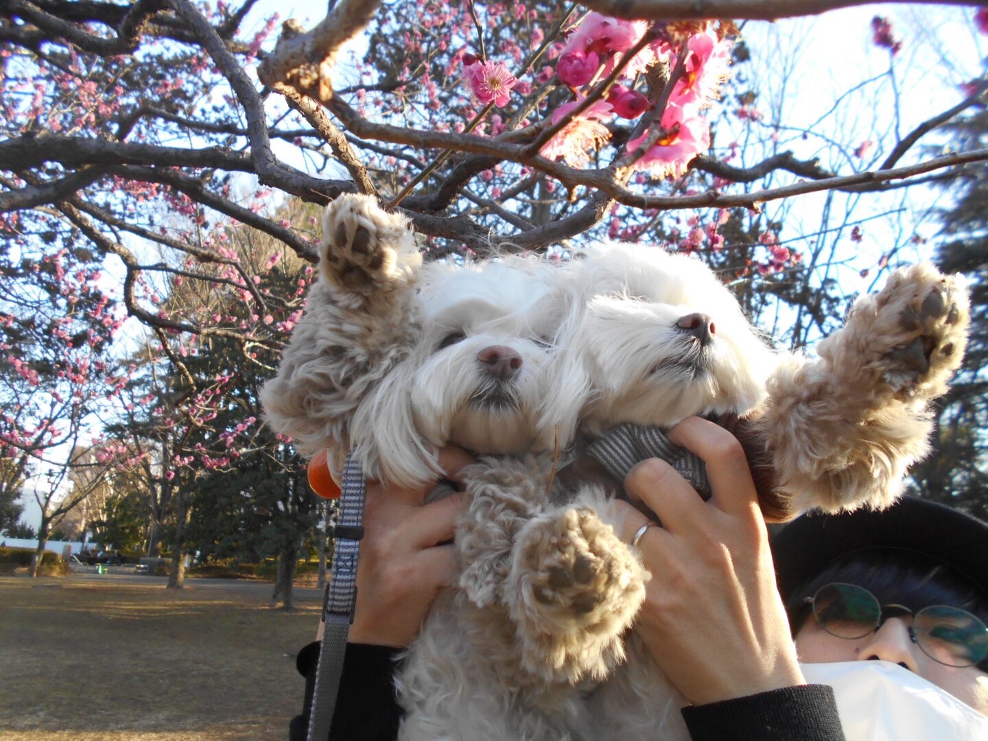 梅とワンコ ️ 公園で遊んでくれた ️ ... / ken-3さんのモーメント | YAMAP / ヤマップ