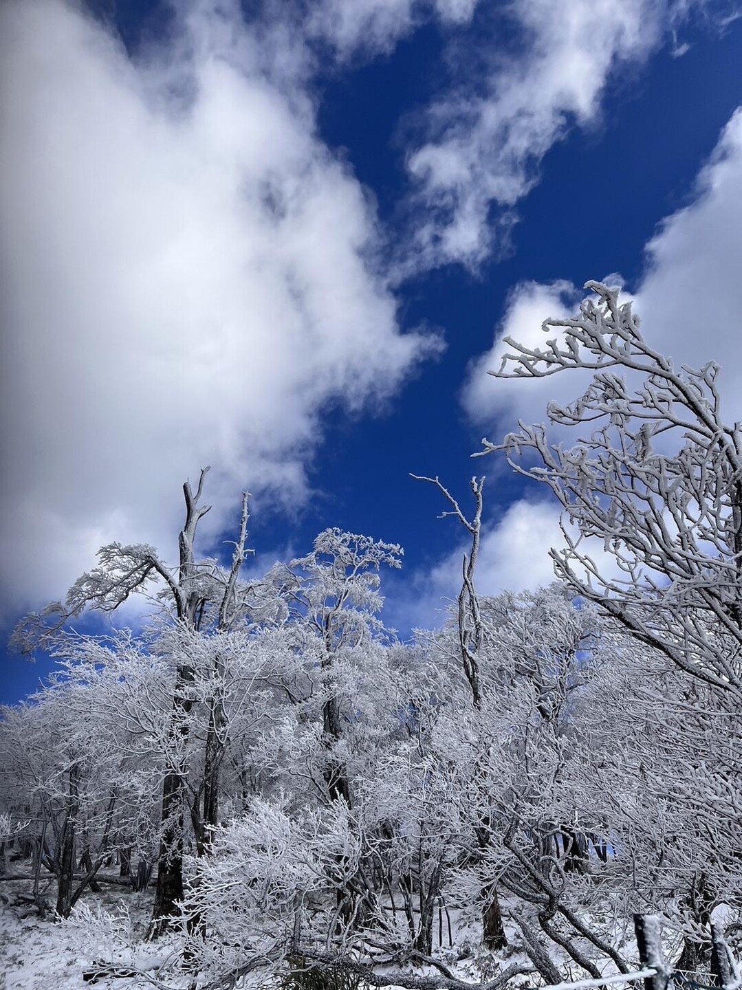 【番外編】⛰️YAMAP 第2回英彦山鎮守の森植樹祭⛰️ / PK🍑さんの英彦山の活動日記 | YAMAP / ヤマップ