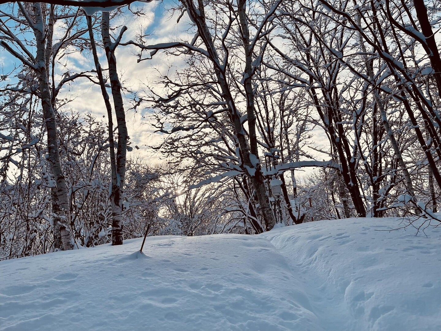 焼山 / dadswebさんの白旗山の活動データ | YAMAP / ヤマップ