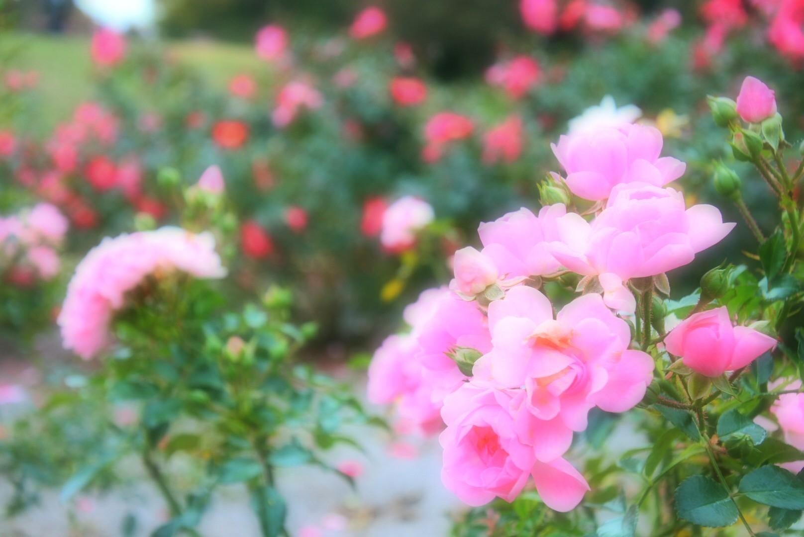 今日は山はおやすみ⛰️ 大好きな薔薇を... / Konoさんのモーメント | YAMAP / ヤマップ