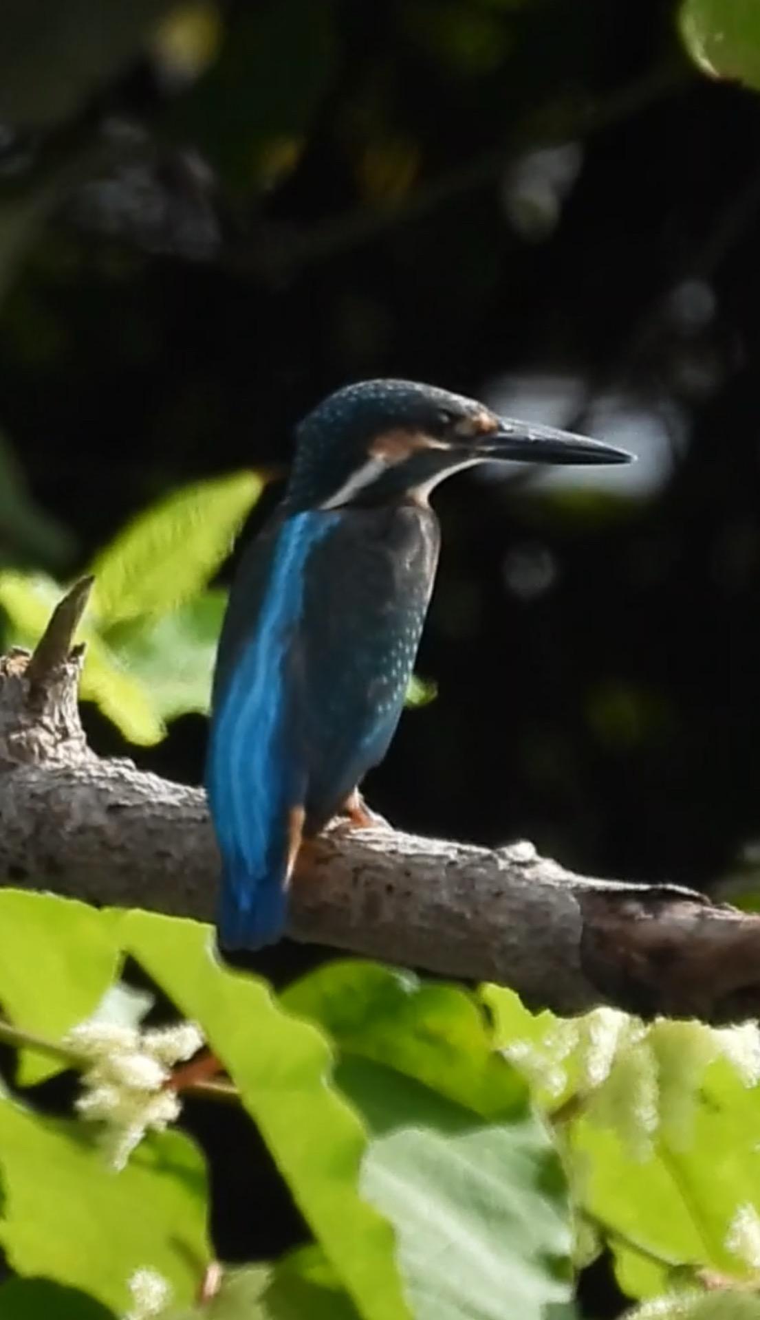 鳥活🐥 https://youtu... / 山アヒルRさんのモーメント | YAMAP / ヤマップ