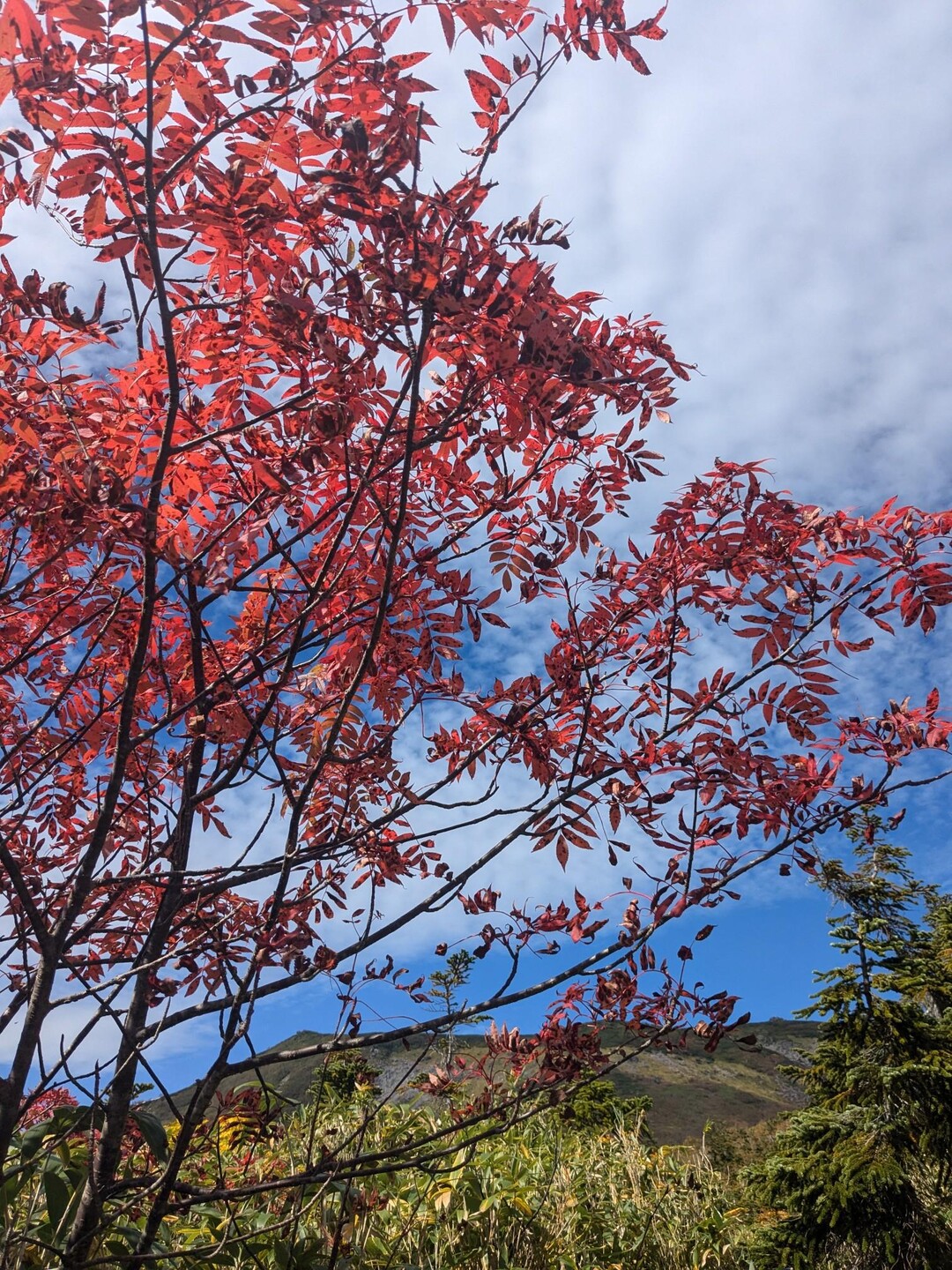 白馬大池 ピストン / R-1さんの白馬岳・小蓮華山の活動データ | YAMAP / ヤマップ