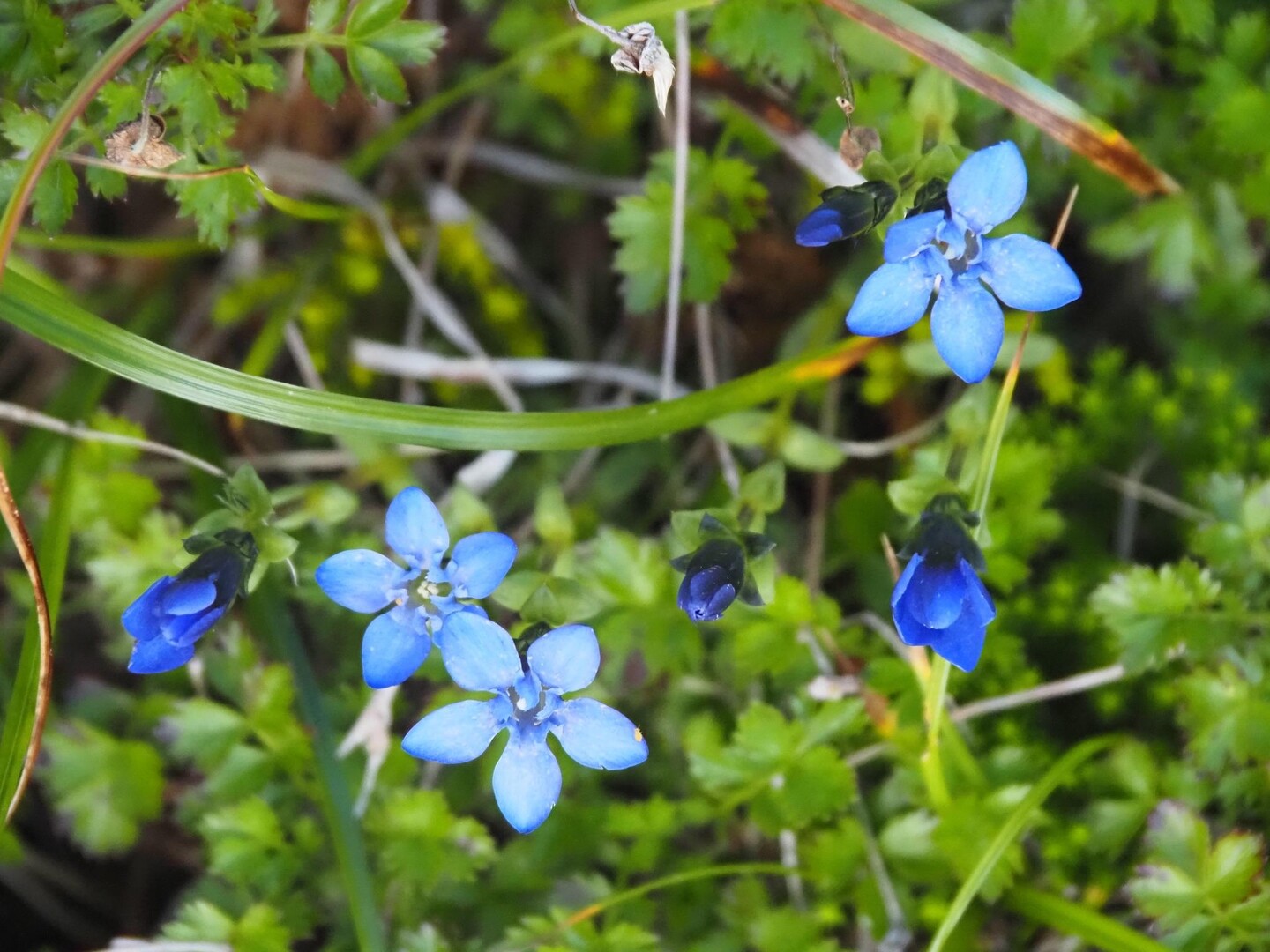 飯豊山・御西小屋（御沢からピストン、切合小屋連泊） / Takahiroさんの飯豊山・大日岳・御西岳の活動データ | YAMAP / ヤマップ