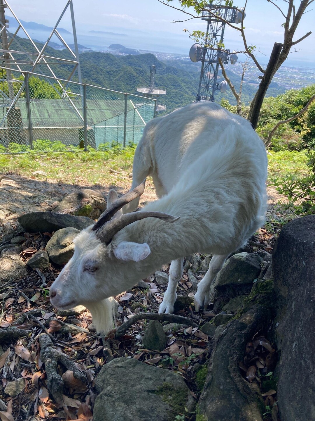 天円山（天ヶ津峰）・剣ヶ峰・みふみ山 / lazyさんの大麻山・天円山の活動データ | YAMAP / ヤマップ