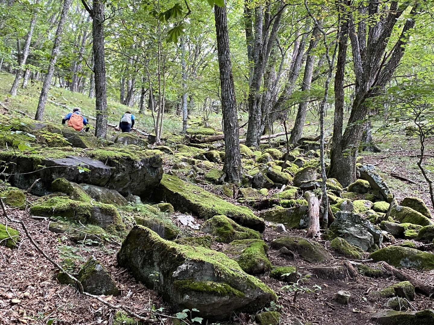 小楢山(山梨百名山37座目) / Sam55さんの小楢山・妙見山・乙女高原の活動データ | YAMAP / ヤマップ