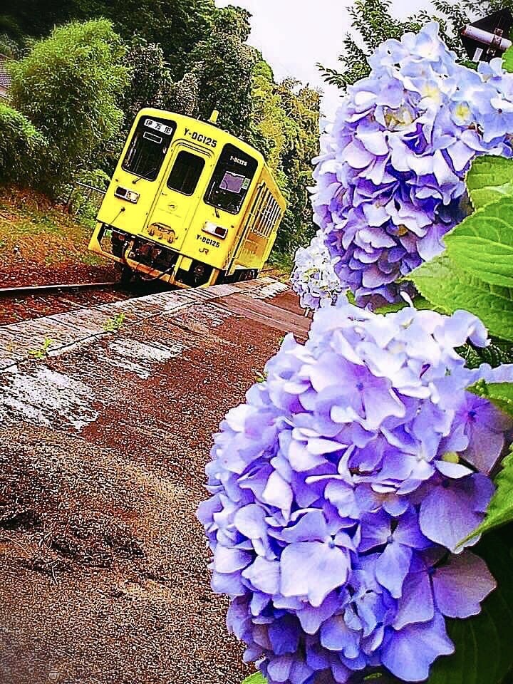 水無月 紫陽花 雨のステイション☂️ / wara2さんのモーメント | YAMAP / ヤマップ