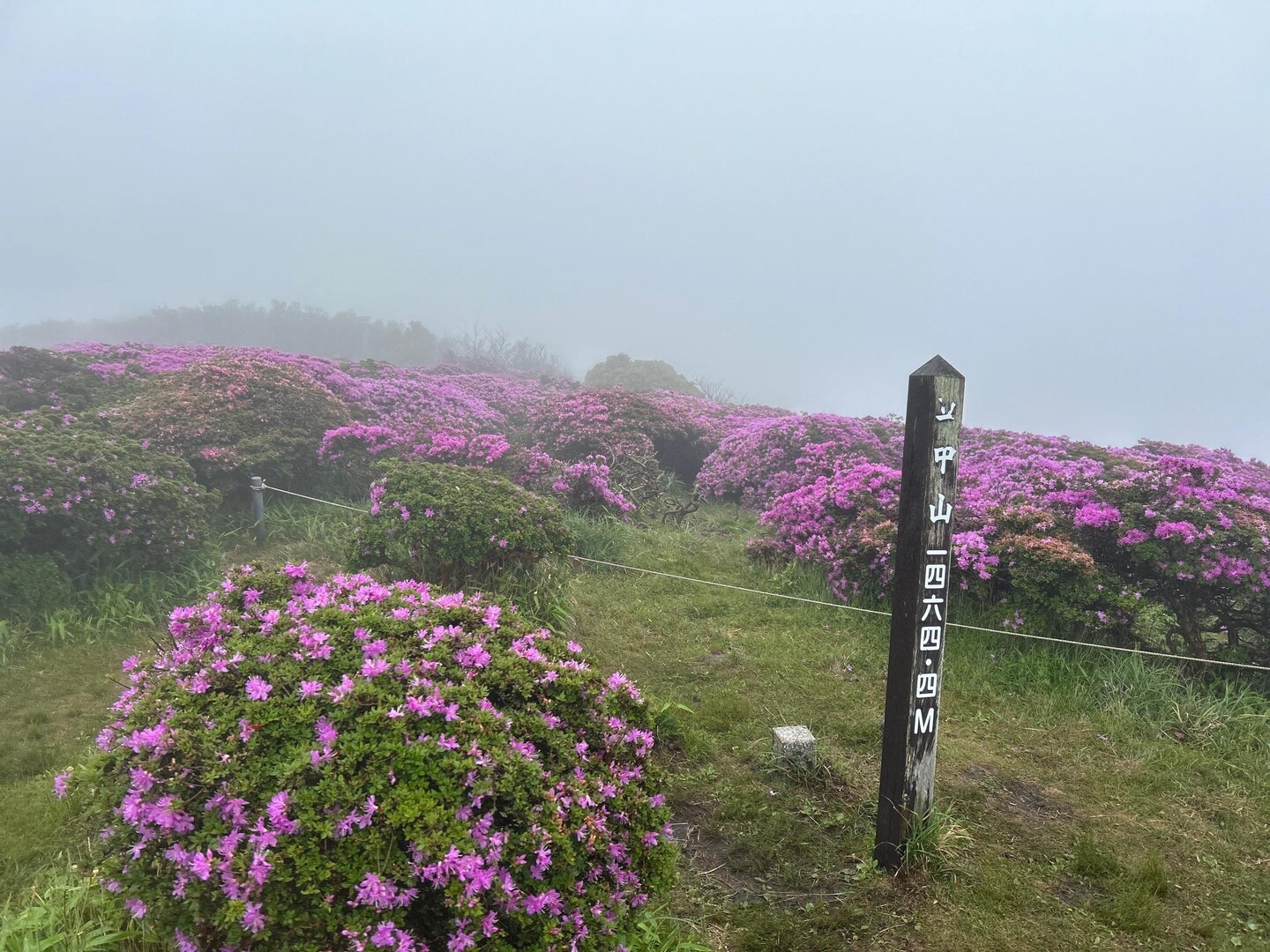 立中山 久住のミヤマキリシマ(その1) / mockyさんの九重山（久住山）・大船山・星生山の活動日記 | YAMAP / ヤマップ