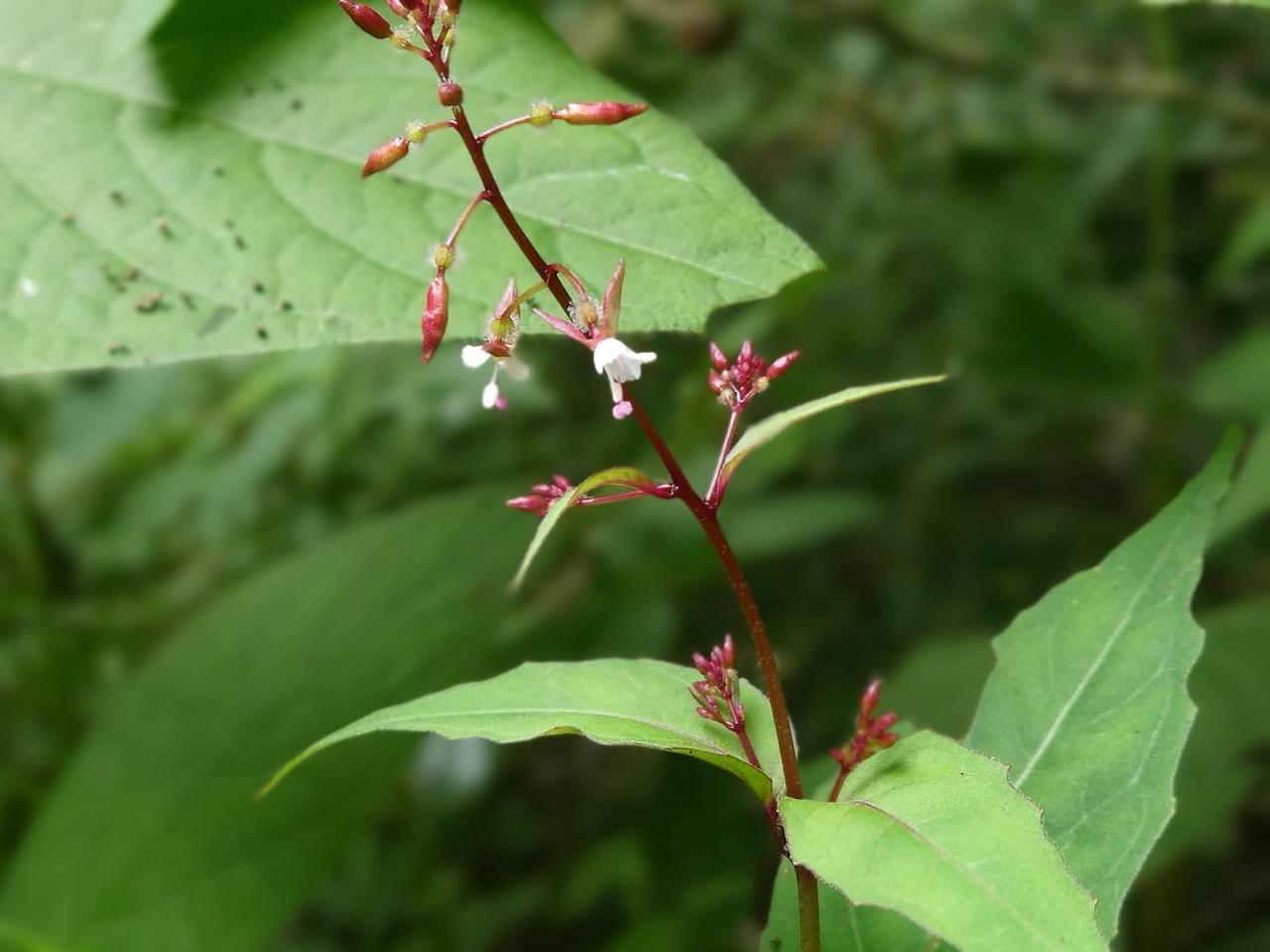 朝霧高原の森と草原 / skipさんのウォーキングの活動データ | YAMAP / ヤマップ