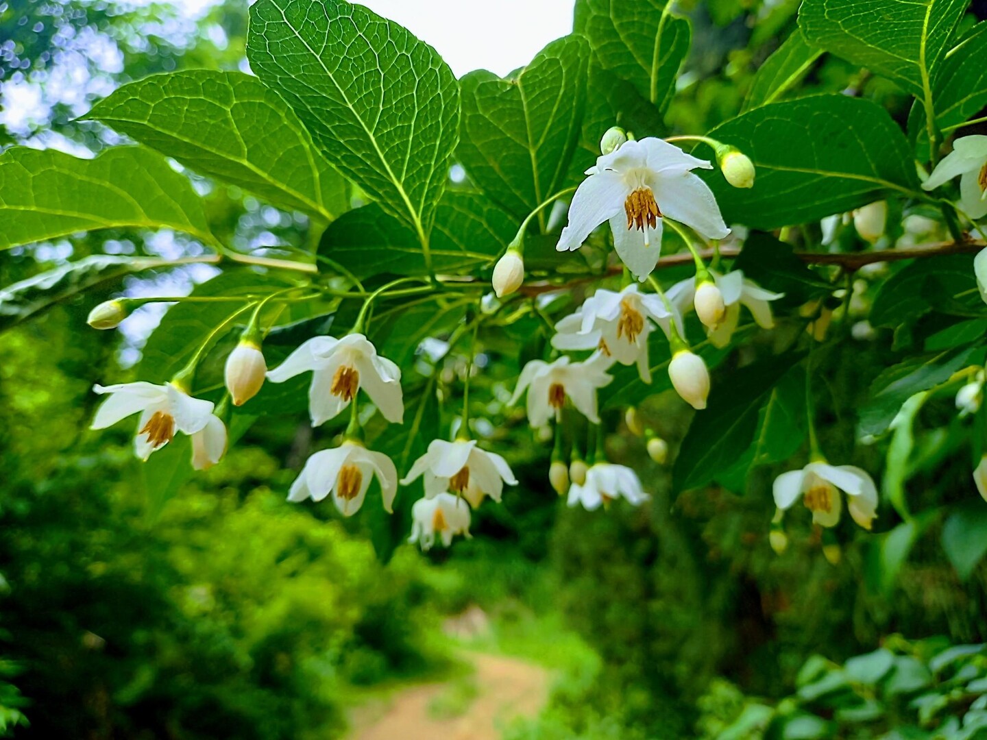 時水城山-2024-05-19 / ukiさんの時水城山・丸山の活動データ | YAMAP / ヤマップ