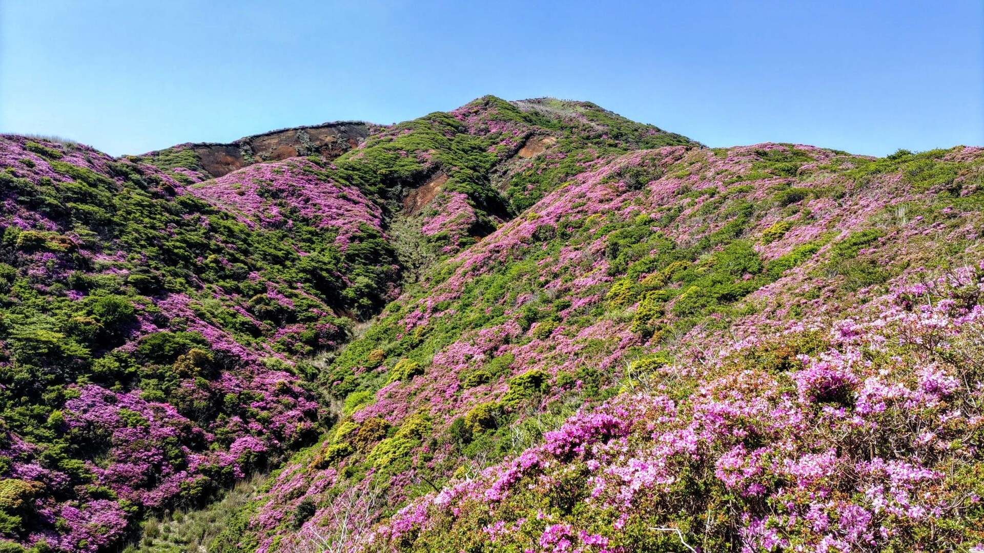 阿蘇・草千里ヶ浜。烏帽子岳のミヤマキリシ... / saoriさんのモーメント | YAMAP / ヤマップ