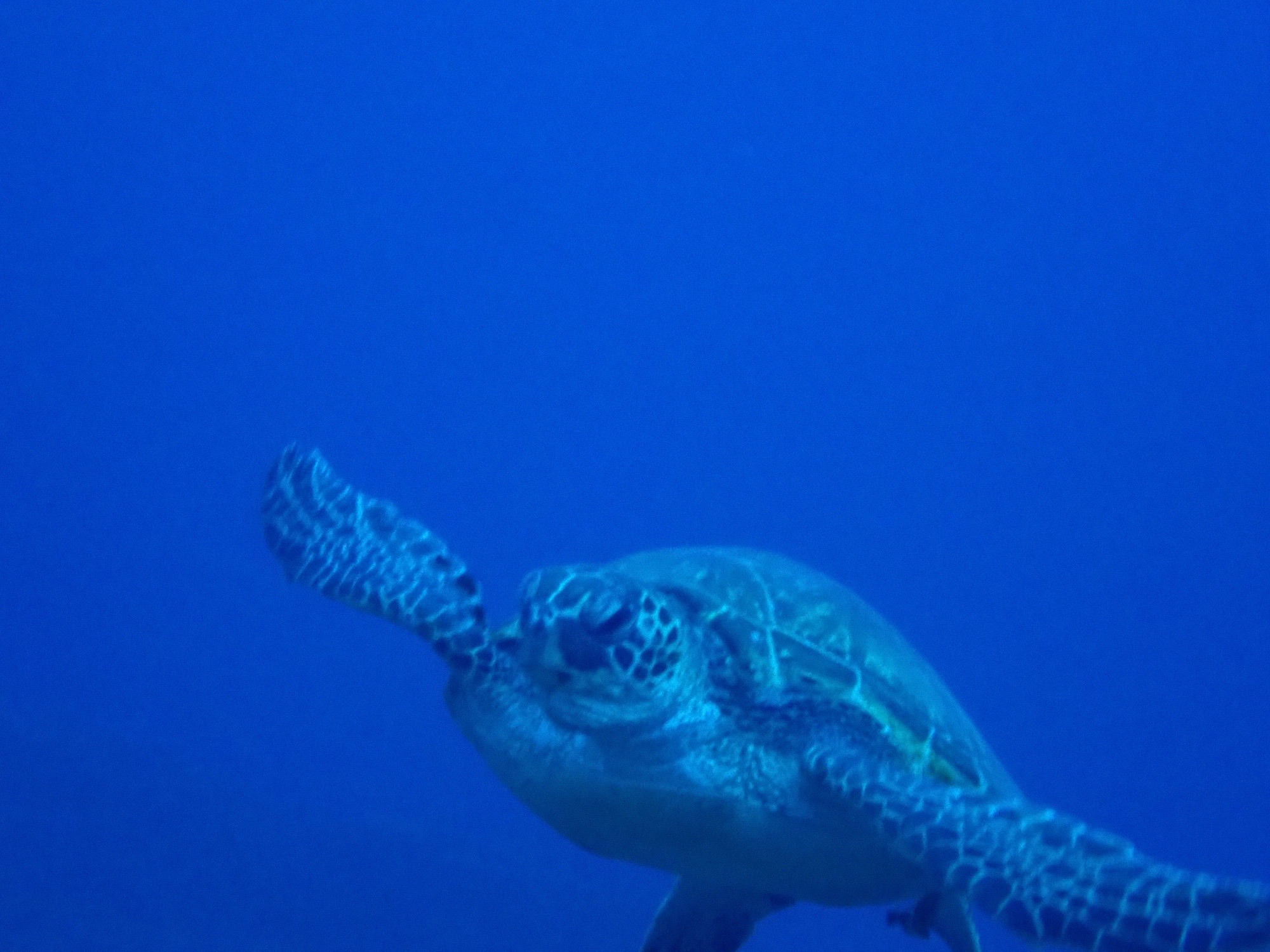 2022GW DAY4 in ogasa... / underwaterさんのモーメント | YAMAP / ヤマップ