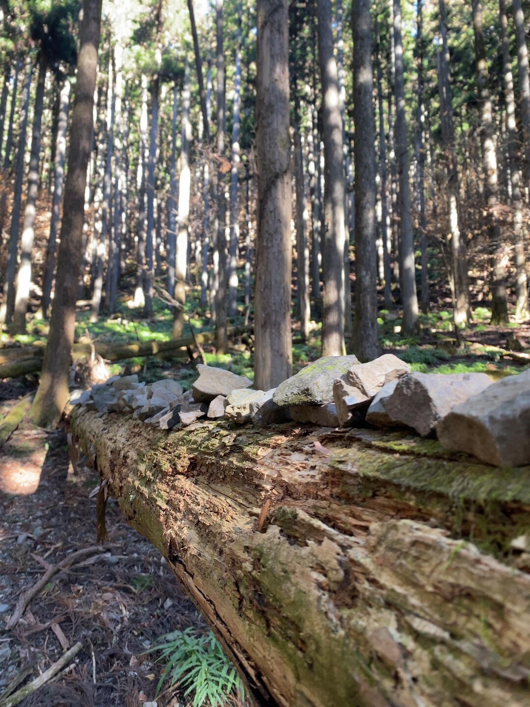 武甲山 / OS@MUさんの武甲山・伊豆ヶ岳・小持山の活動データ | YAMAP / ヤマップ