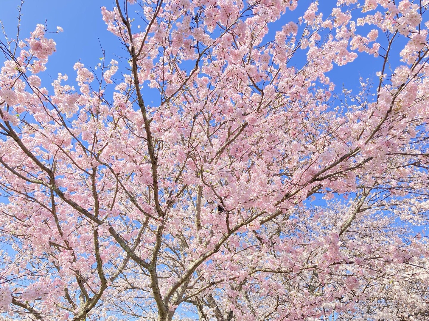 玉峰山 / snor_manさんの船通山・玉峰山の活動データ | YAMAP / ヤマップ