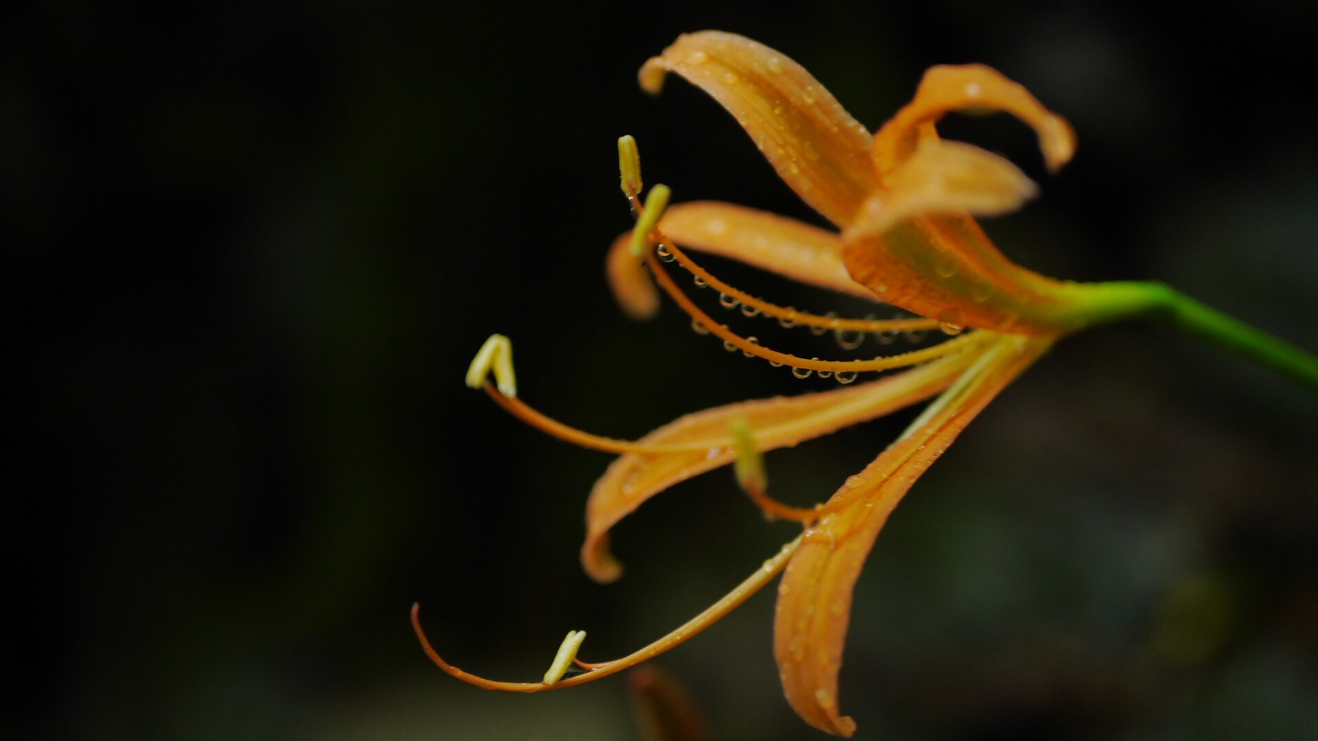 花が早いのでどうかなと思ったけど、オオキ... / 3104さんのモーメント | YAMAP / ヤマップ