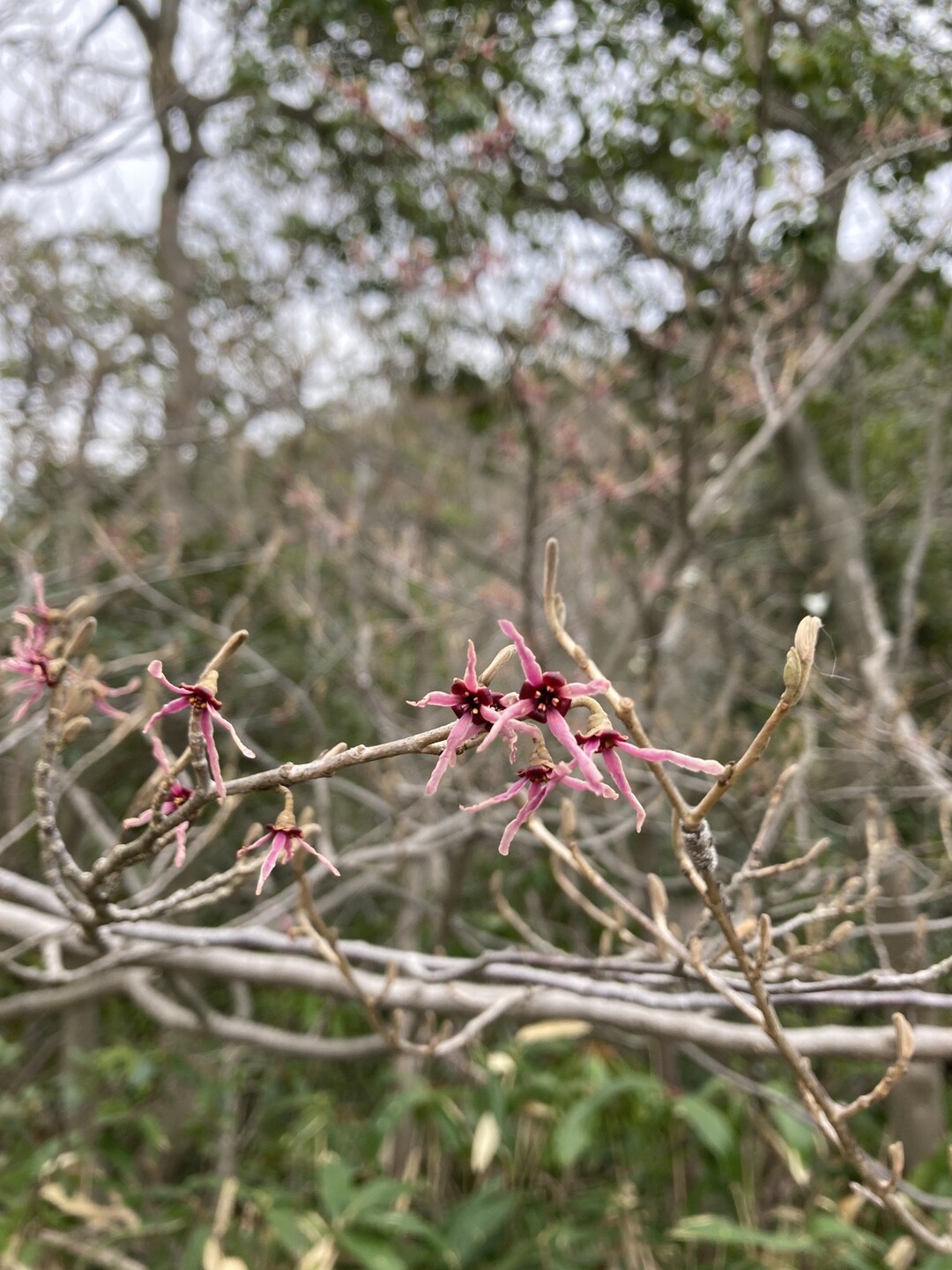 2022.04.03(日) 10:56 / れいさんのモーメント | YAMAP / ヤマップ
