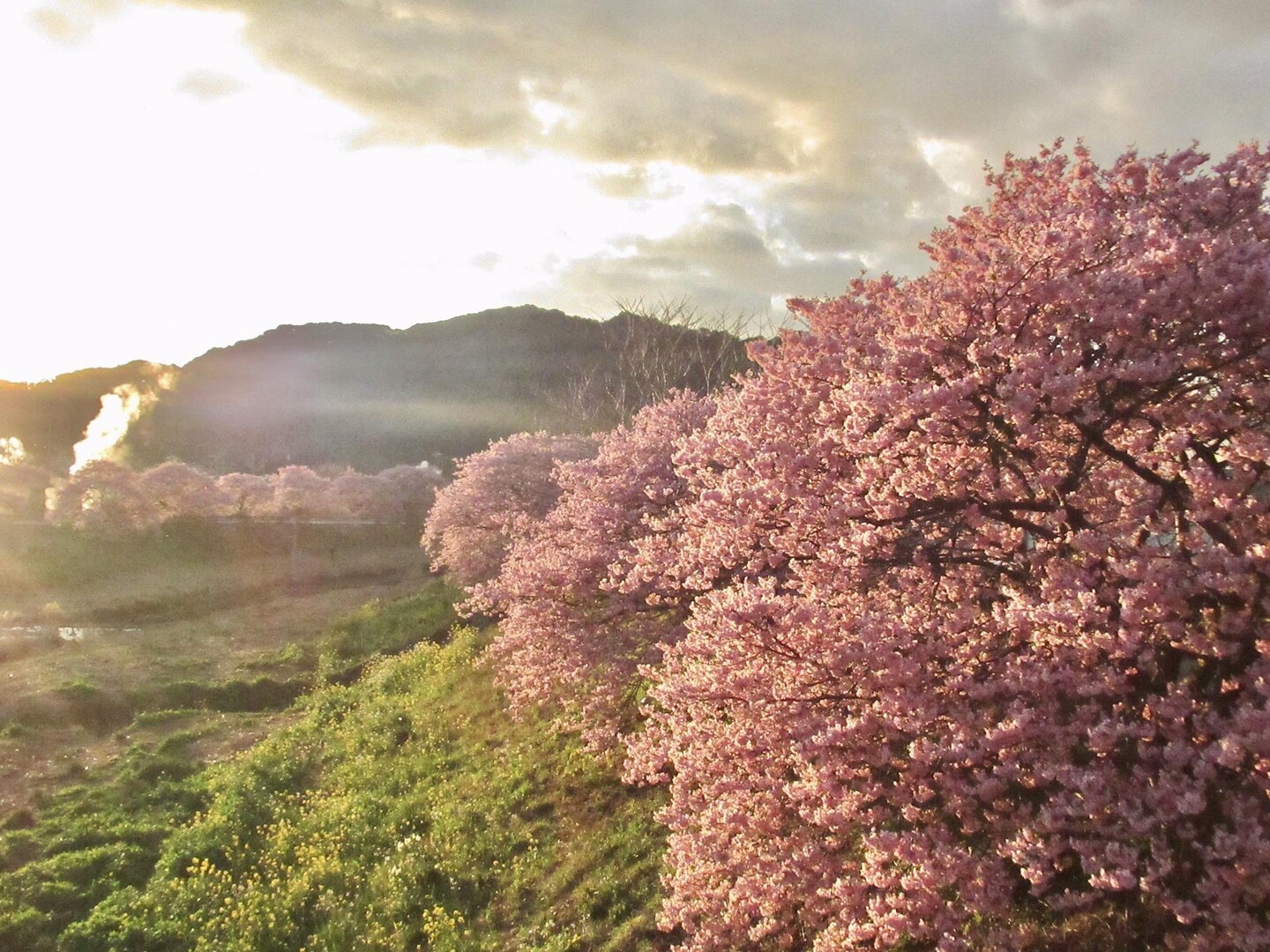 満開🌸🌸の南伊豆町2023/2/25 / Kazu.Muさんの南伊豆町の活動データ | YAMAP / ヤマップ
