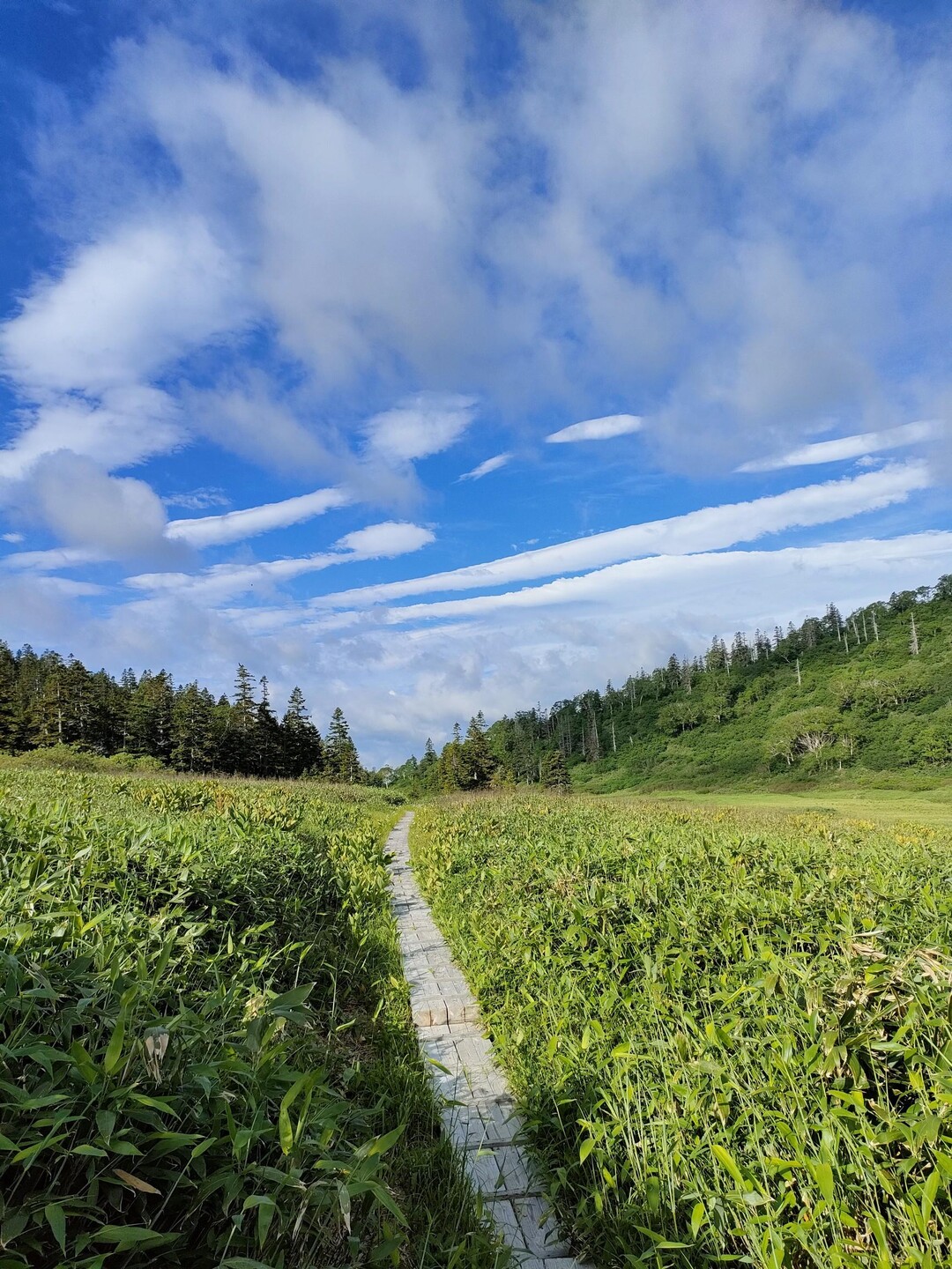 妙高山〜火打山【83-84/100】 / junさんの妙高山・火打山の活動データ | YAMAP / ヤマップ