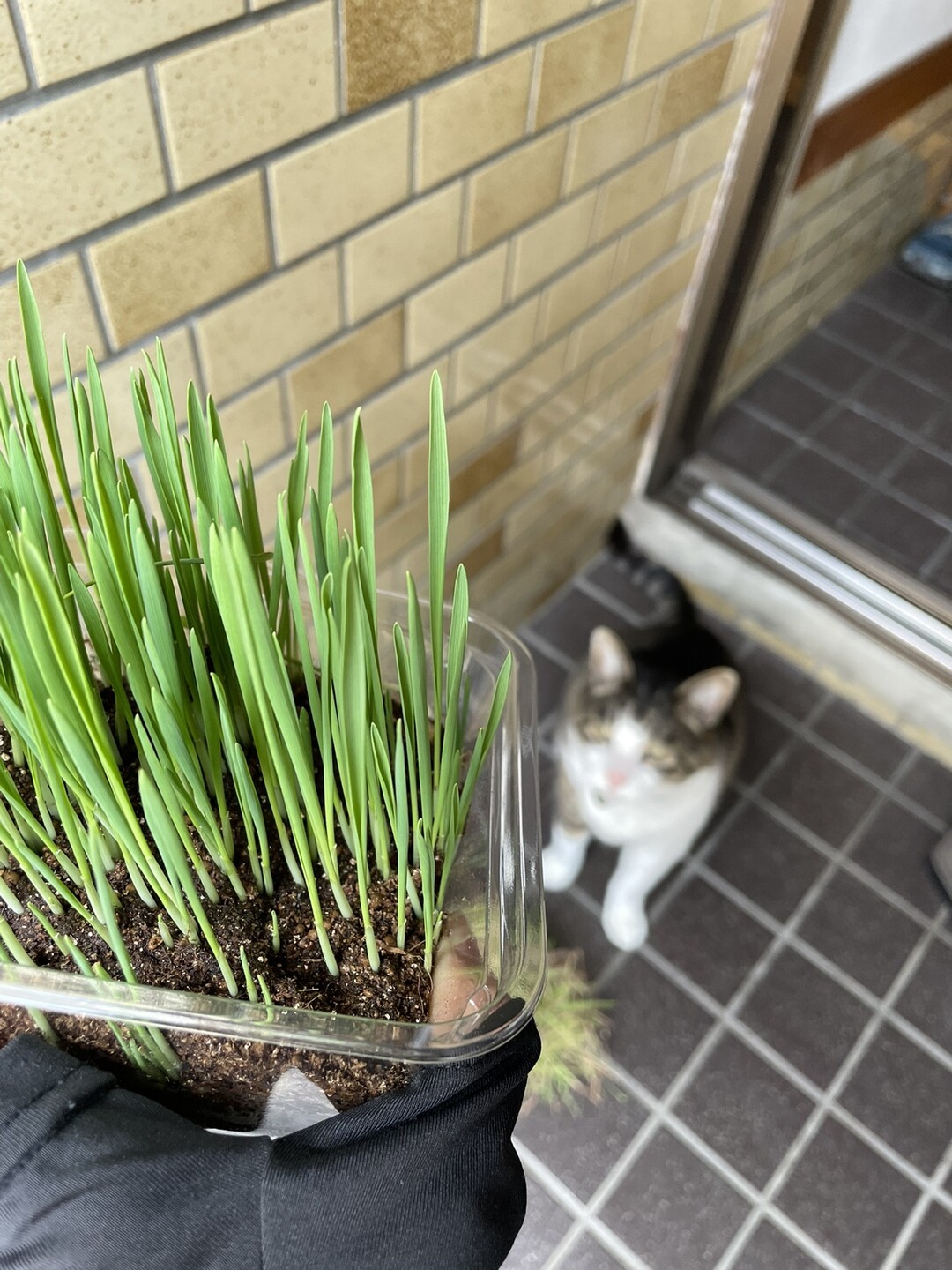 猫ブログ https://blog.g... / naoさんのモーメント | YAMAP / ヤマップ