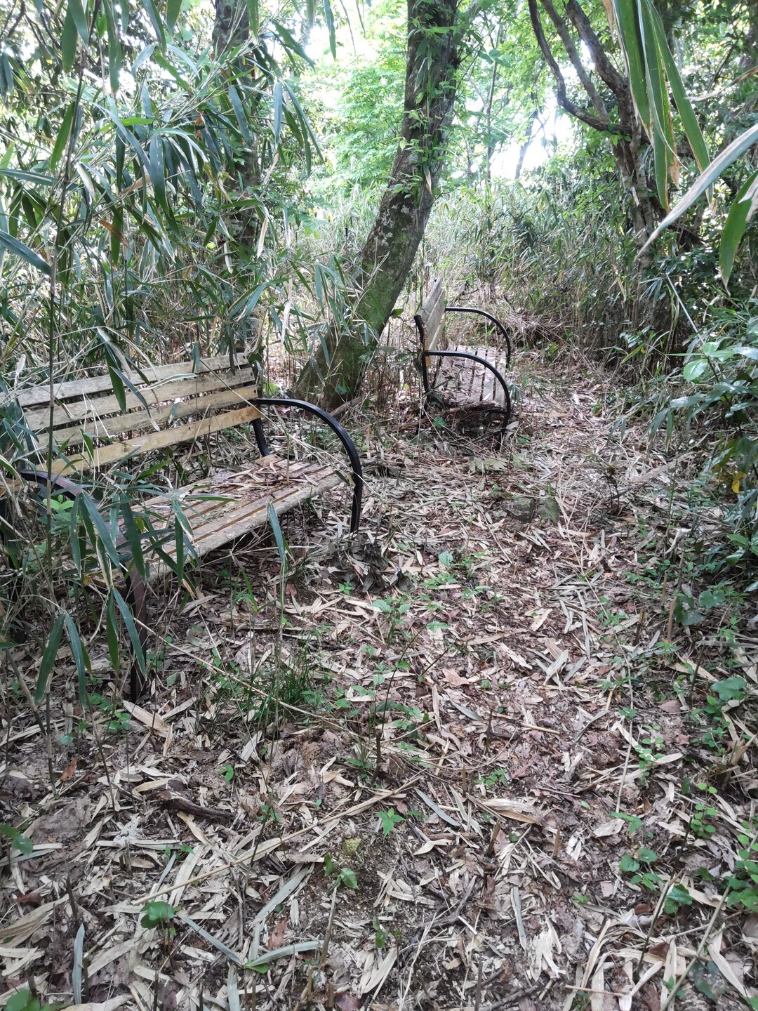 岡山城址縦走(周回)コース / Mt.OKA🎃さんの八幡山（鶴翼山）の活動データ | YAMAP / ヤマップ