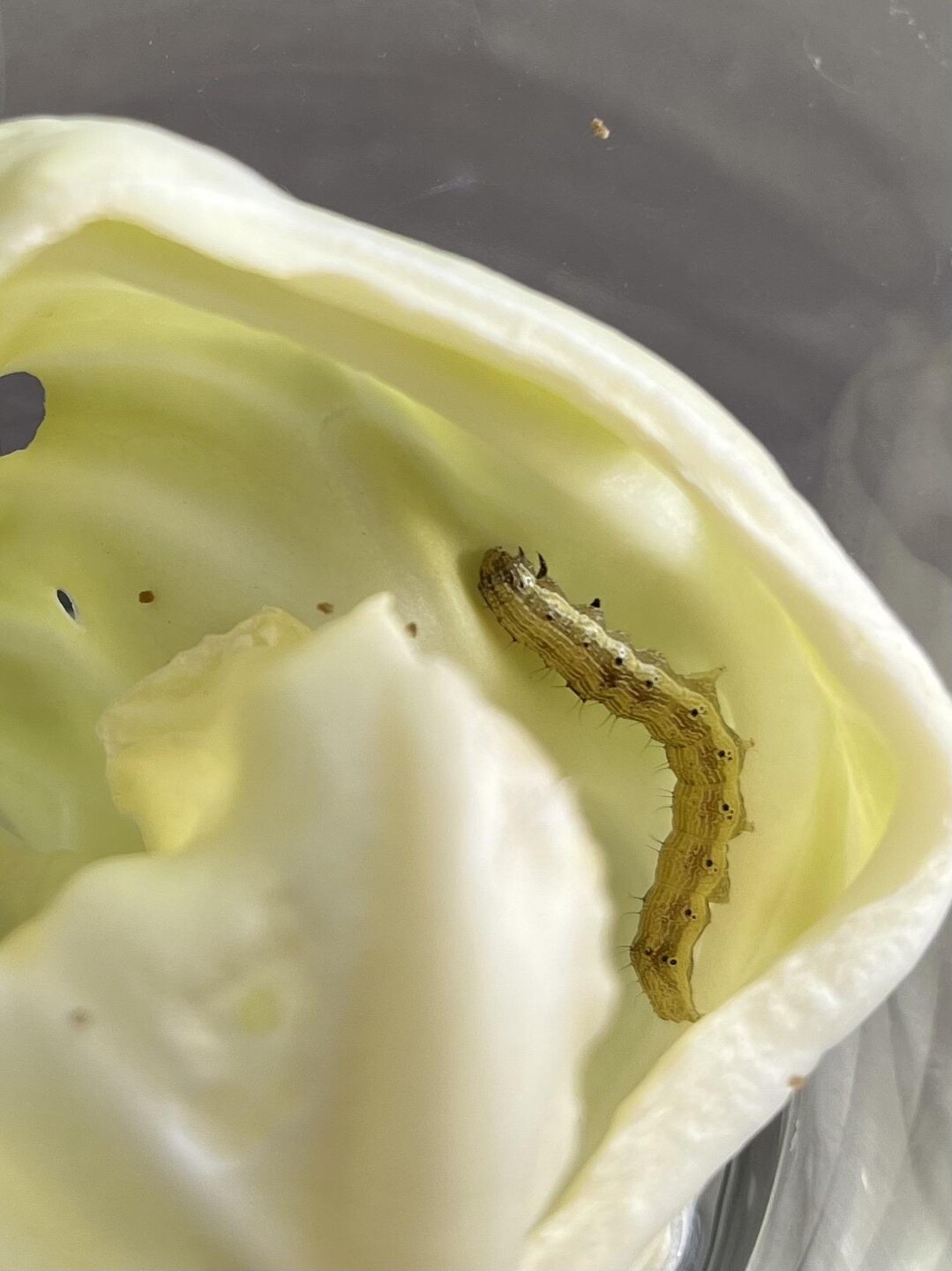 なんか…しばらく見ないうちに大きくなった... / junnnnさんのモーメント | YAMAP / ヤマップ