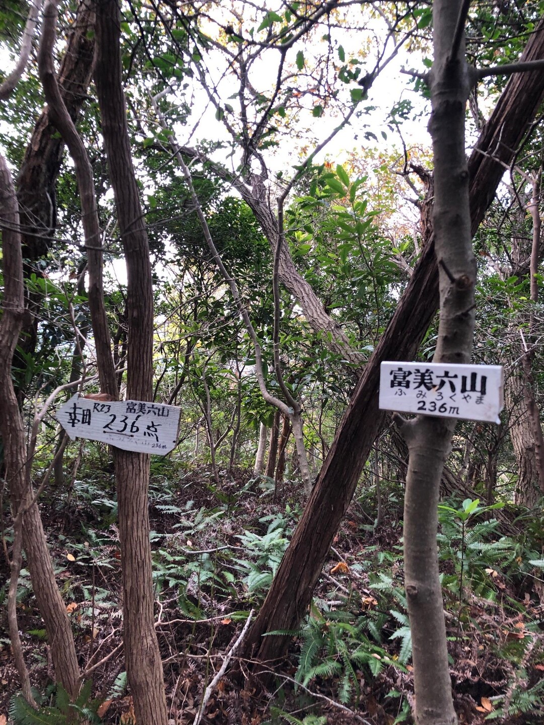 茶臼山（やすらぎ峰のその先は？） / Chayaさんの茶臼山・万灯山の活動データ | YAMAP / ヤマップ