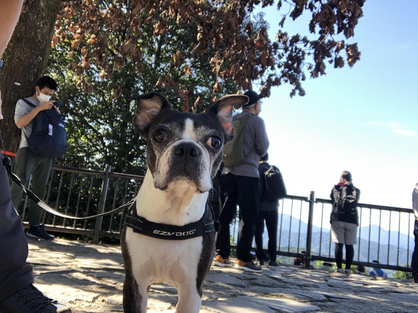 ふーこ 2度目の高尾山 / nomotyさんの高尾山・陣馬山・景信山の活動データ | YAMAP / ヤマップ