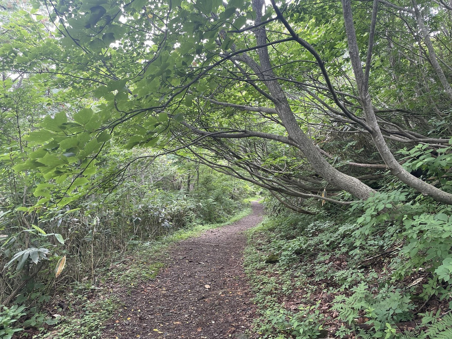 大池平,三蛇ケ滝 トレッキング⛰️🥾 ... / レミーさんのモーメント | YAMAP / ヤマップ