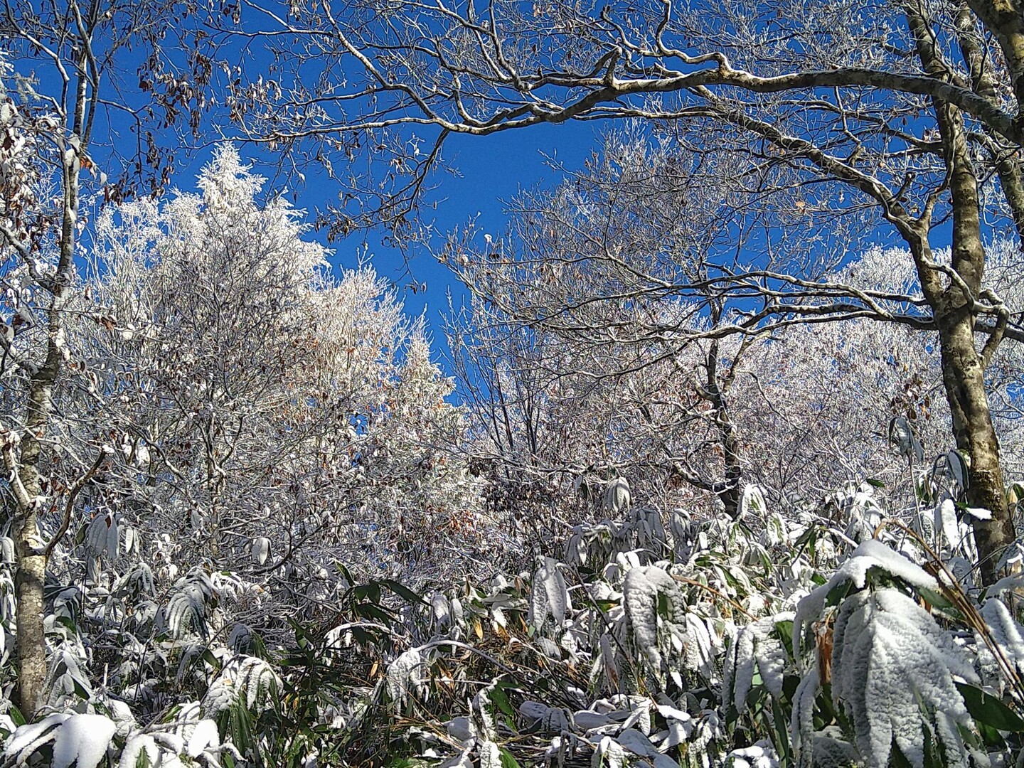 初雪の猪臥山 R6.11.8 / たかじいさんの猪臥山の活動データ | YAMAP / ヤマップ