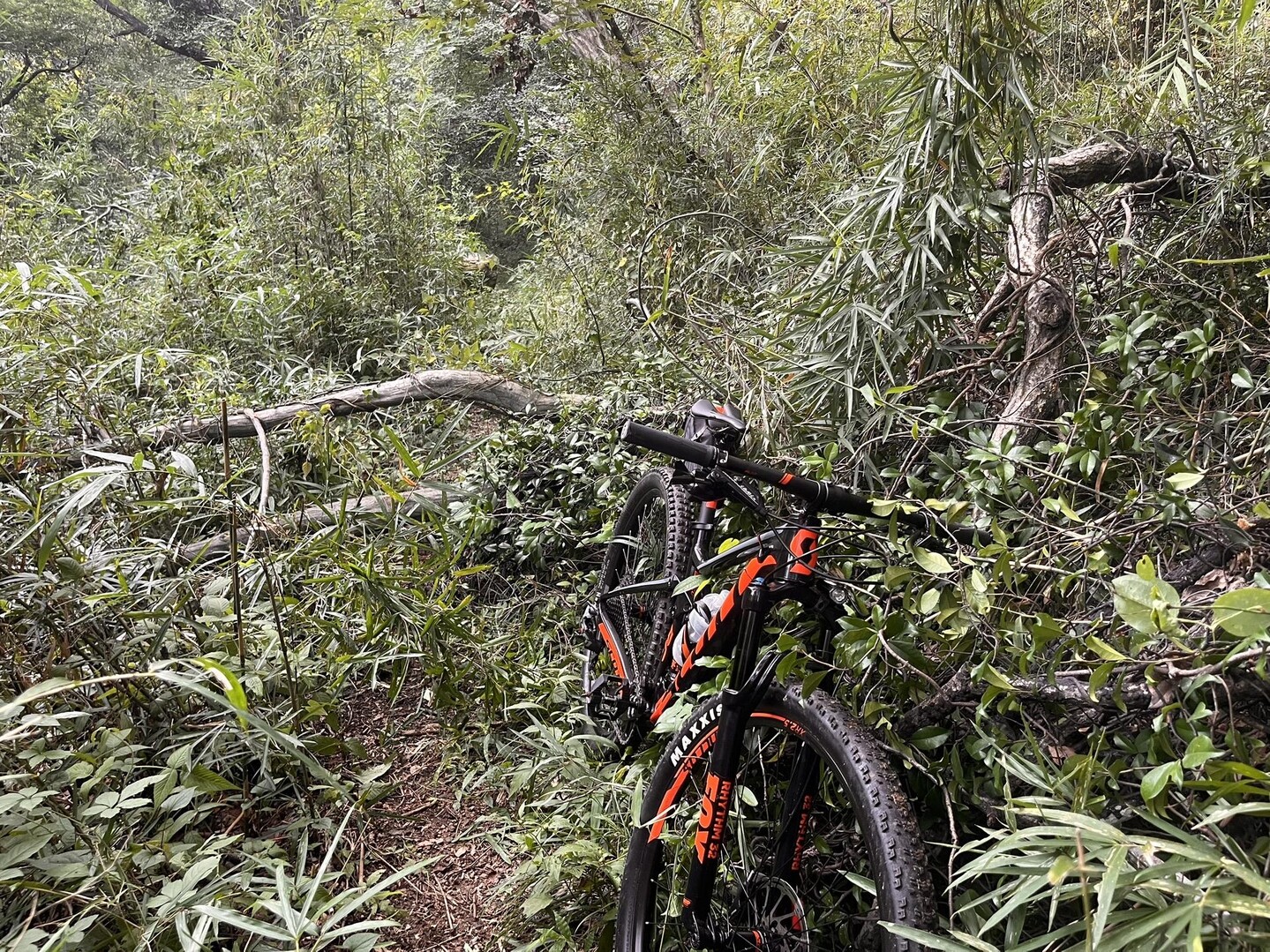 東京サマーランド上の林道をMTBで走る / kpk_cooさんのランニングの活動データ | YAMAP / ヤマップ