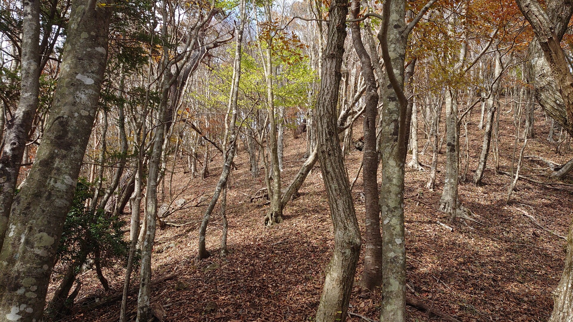 soraさんの投稿したフィールドメモ | YAMAP / ヤマップ