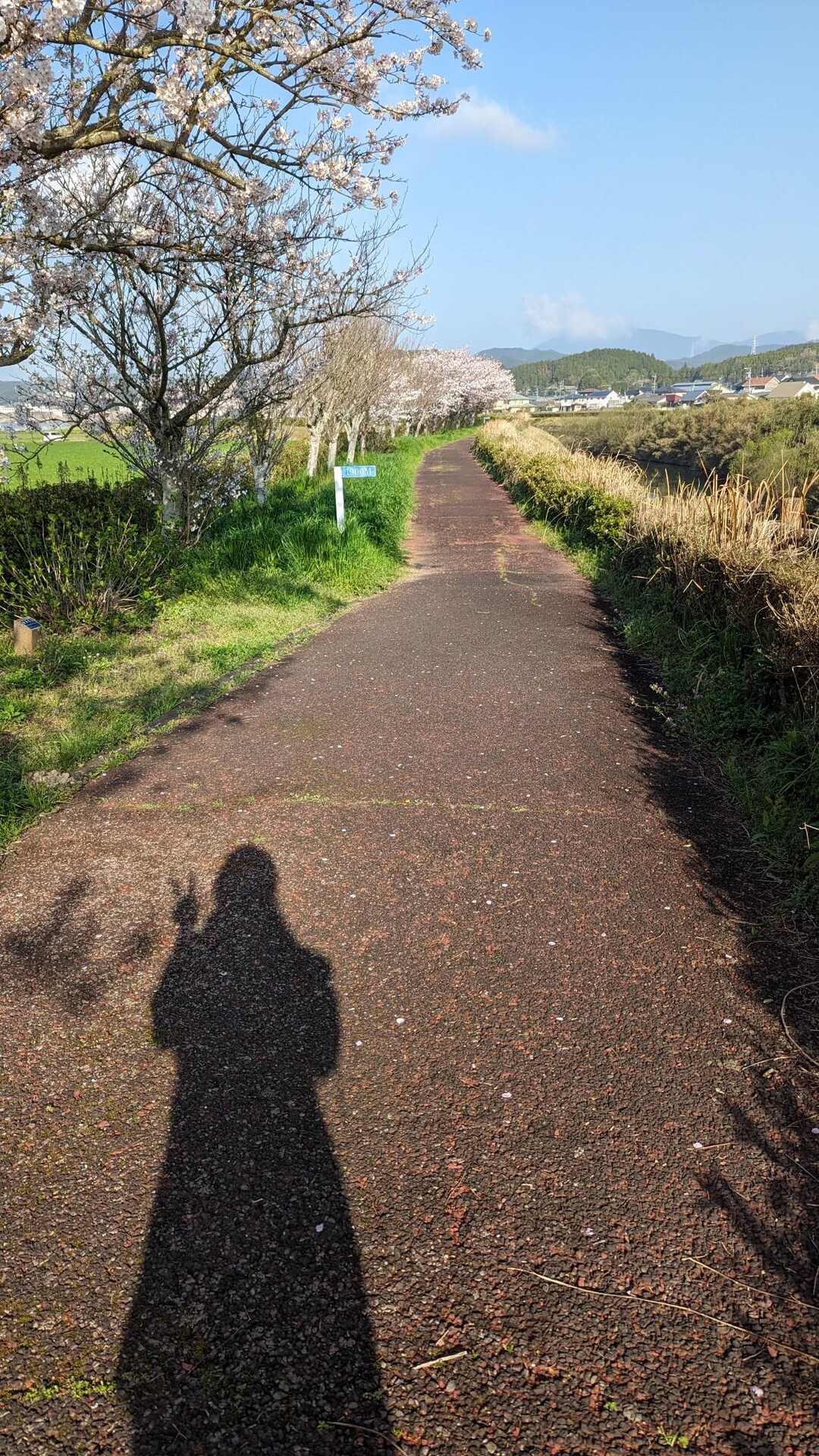 morning🌸walking #... / Chi-chanさんのモーメント | YAMAP / ヤマップ