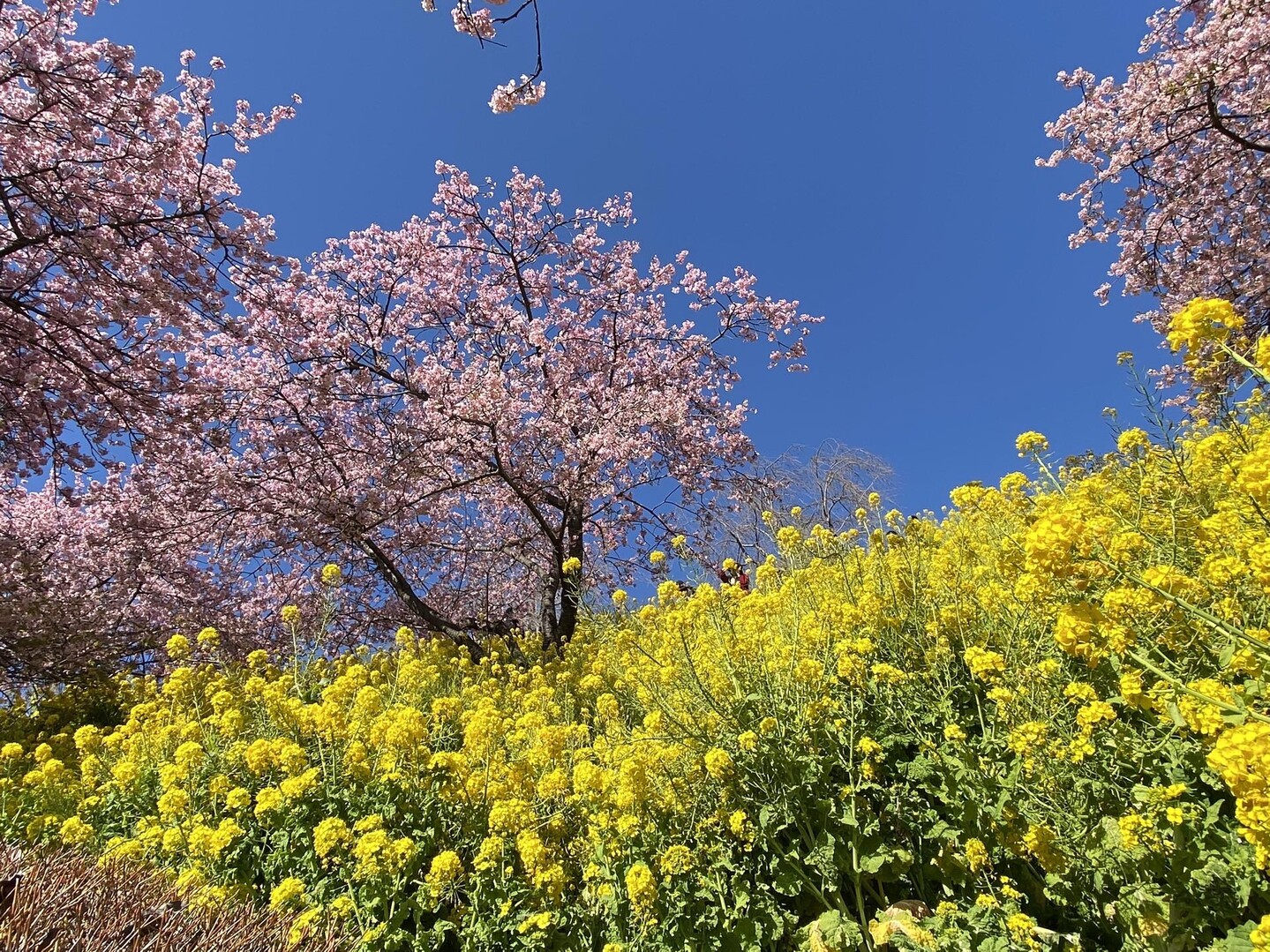 松田山とまつだ桜まつり / mocaさんの高松山・大野山の活動データ | YAMAP / ヤマップ