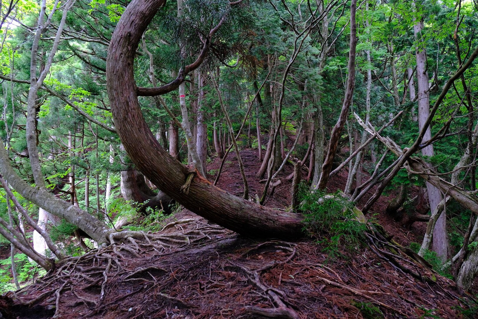 コヤマノ岳・武奈ヶ岳・御殿山 / yosucoさんの比良山地・武奈ヶ岳・釈迦岳の活動データ | YAMAP / ヤマップ