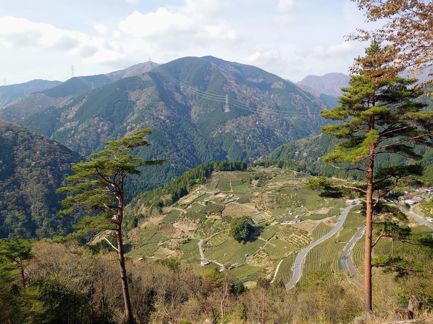岐阜のマチュピチュ天空の茶畑〜♨ / 月見のサンタさんのモーメント | YAMAP / ヤマップ