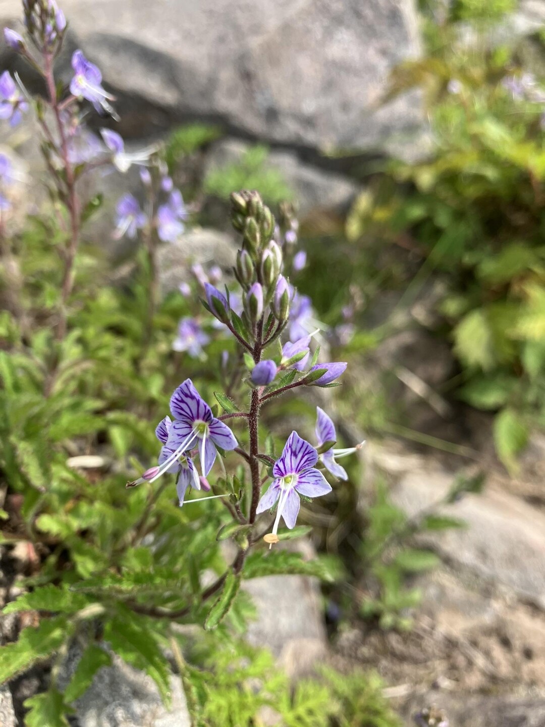 【動画】磐梯山・バンダイクワガタ発見🪻 / myちんさんの磐梯山・雄国山・赤埴山の活動データ | YAMAP / ヤマップ