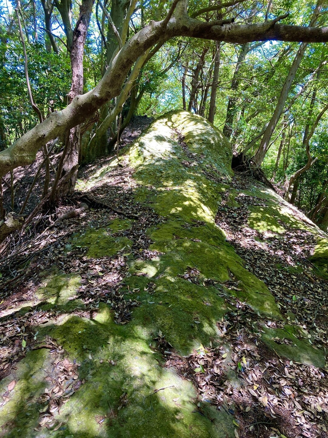 m-ponさんの投稿したフィールドメモ | YAMAP / ヤマップ