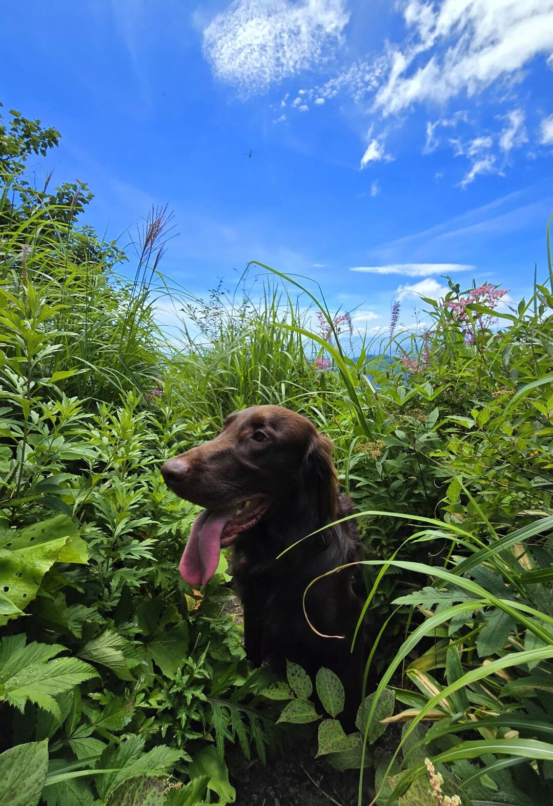 浅間隠山【カブ登山】 / MCボビヲさんの浅間隠山・駒髪山・丸岩の活動データ | YAMAP / ヤマップ