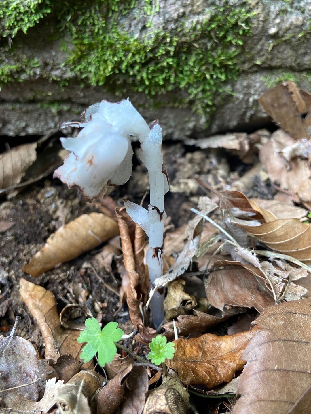 春嶽山・大山こんなところにギンリョウソウ / goqooさんの大山の活動データ | YAMAP / ヤマップ